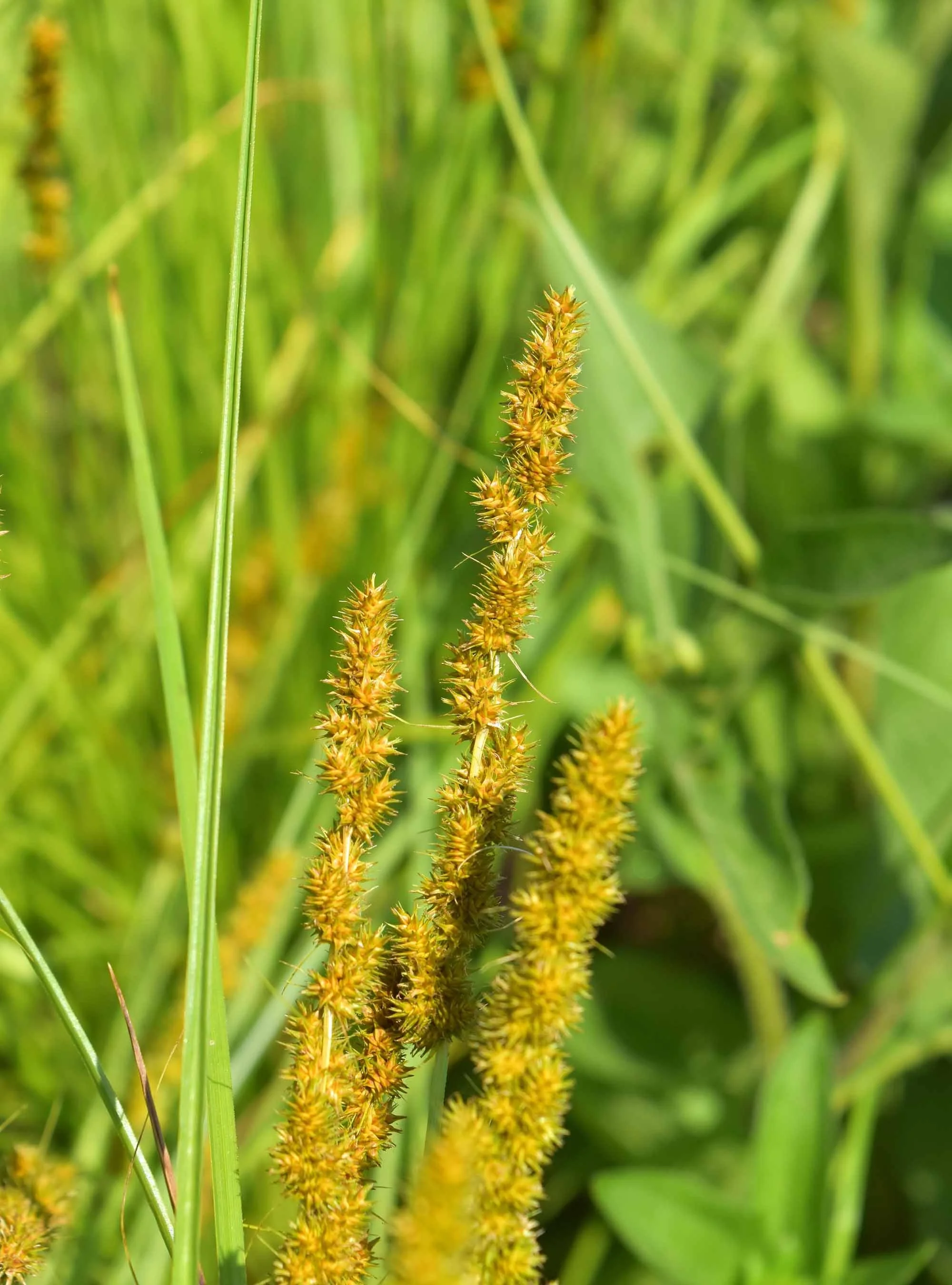 Fox Sedge (Carex vulpinoidea) 3-pack of pots — Blazing Star Gardens
