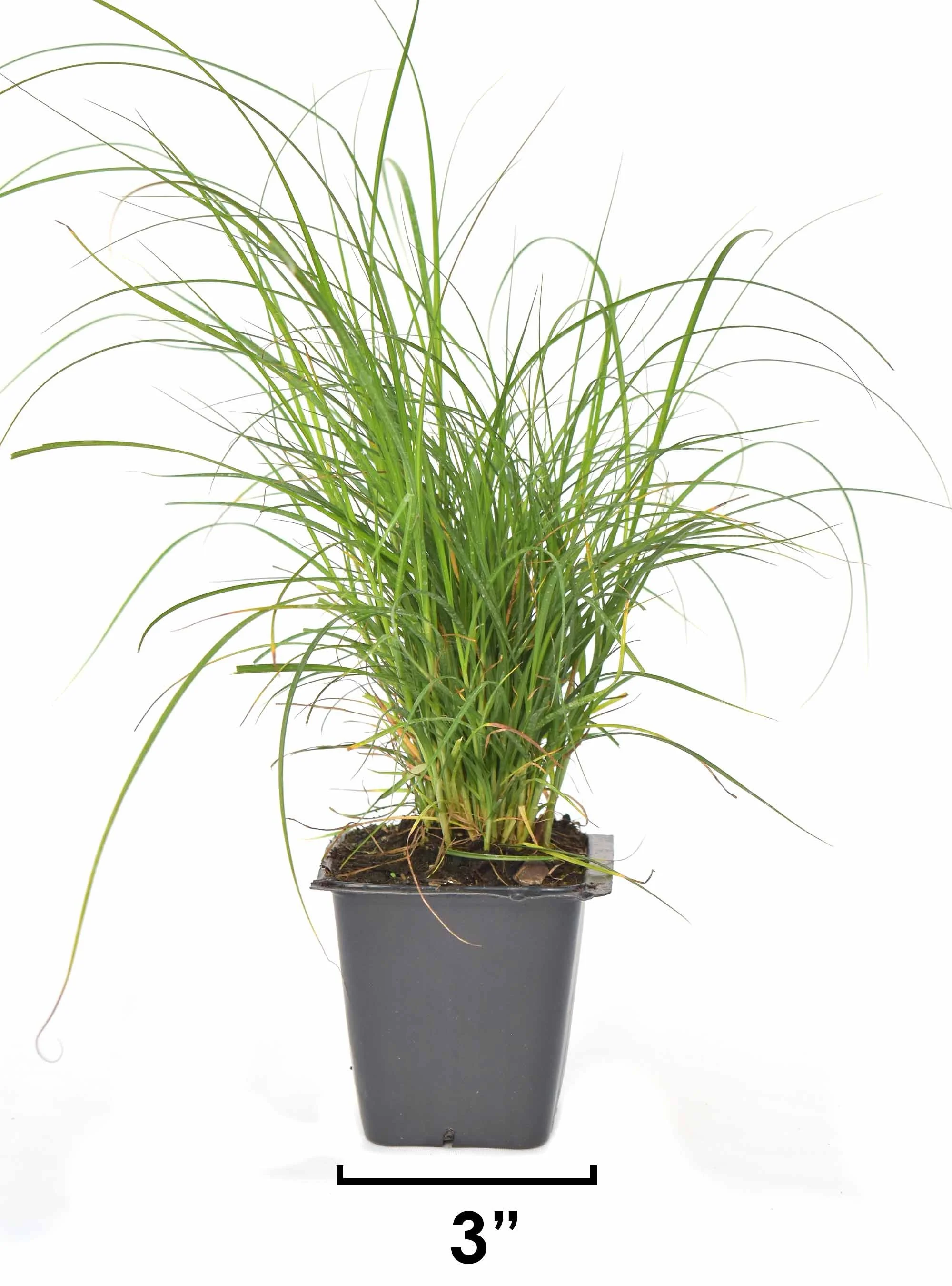 Fox Sedge (Carex vulpinoidea) 3-pack of pots — Blazing Star Gardens