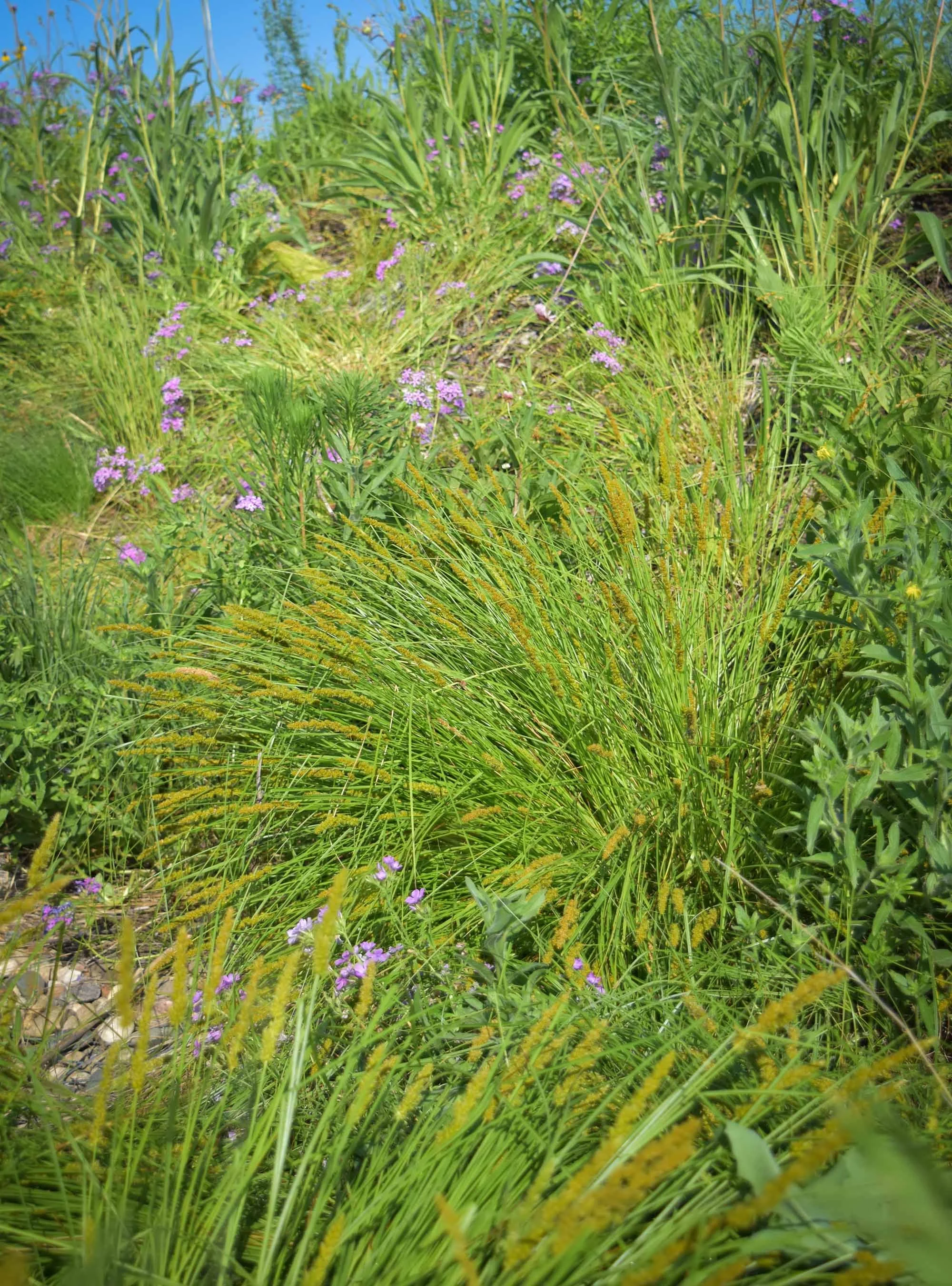 Fox Sedge (Carex vulpinoidea) 3-pack of pots — Blazing Star Gardens
