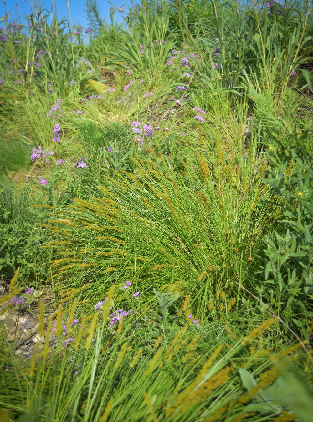 Tall and Shady Pollinator Garden Kit - 72 plants — Blazing Star Gardens