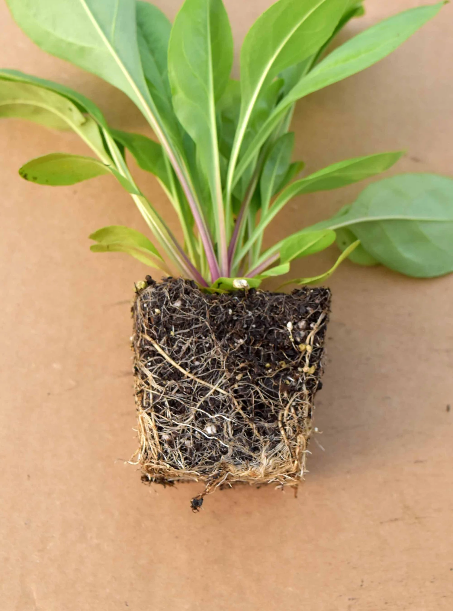 Ground Plum (Astragalus crassicarpus) 3-pack of pots — Blazing Star Gardens