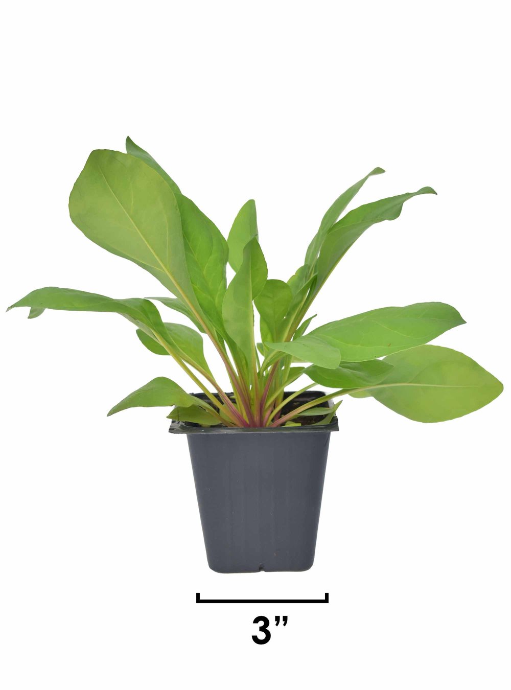 Ground Plum (Astragalus crassicarpus) 3-pack of pots — Blazing Star Gardens
