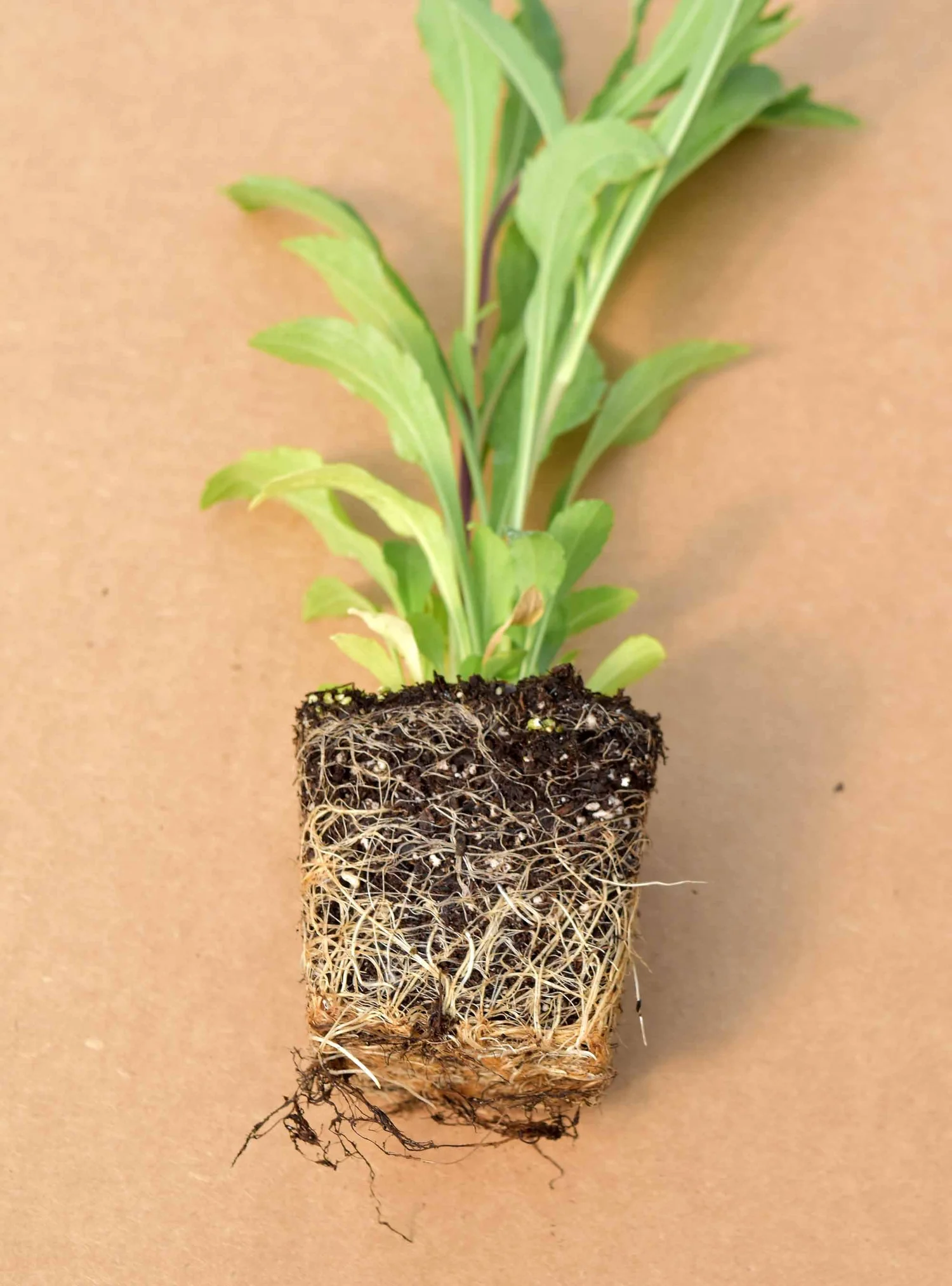 Hoary Puccoon (Lithospermum canescens) 3-pack of pots — Blazing Star ...