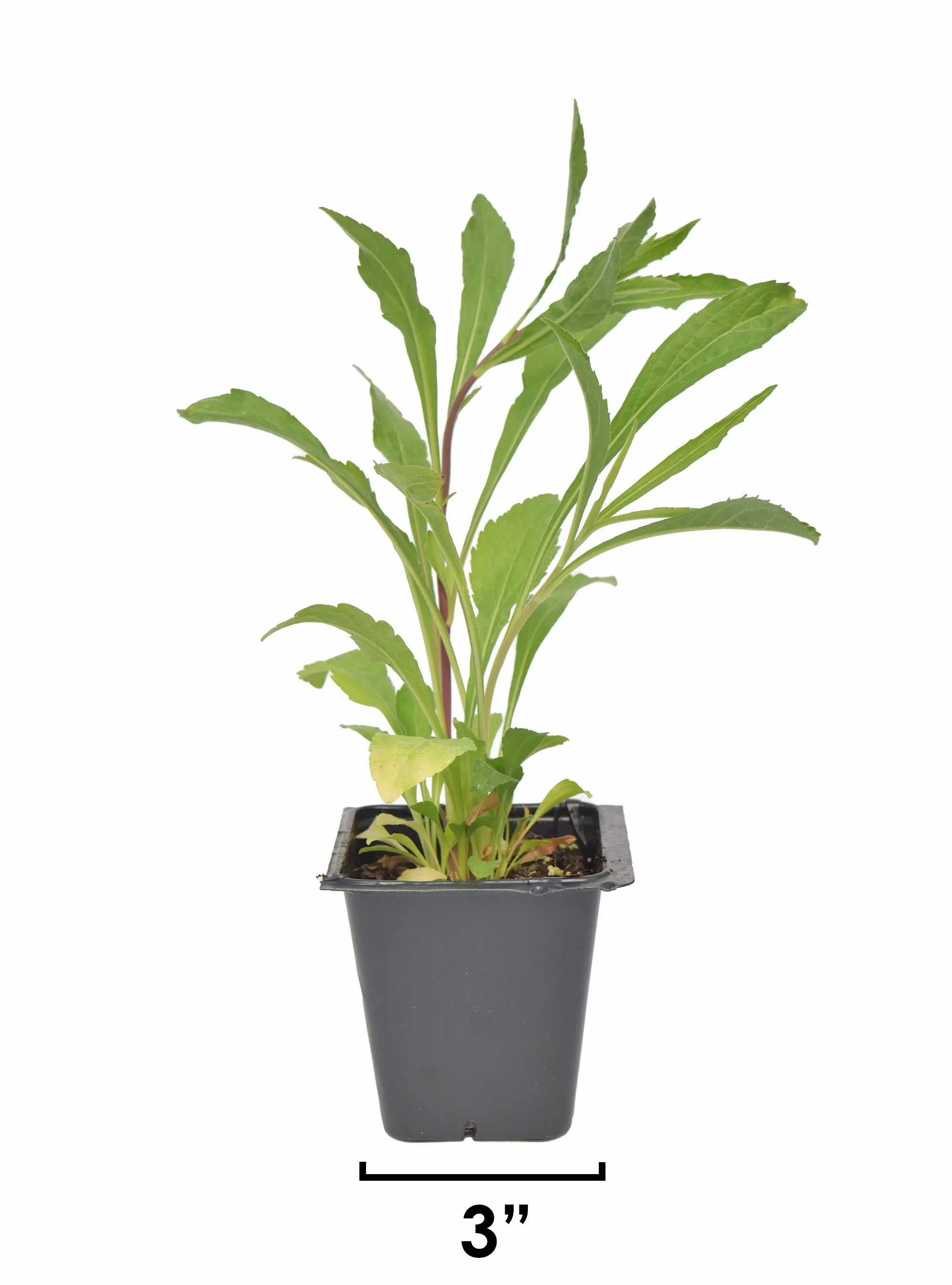 Grey Goldenrod (Solidago nemoralis) 3-pack of pots — Blazing Star Gardens