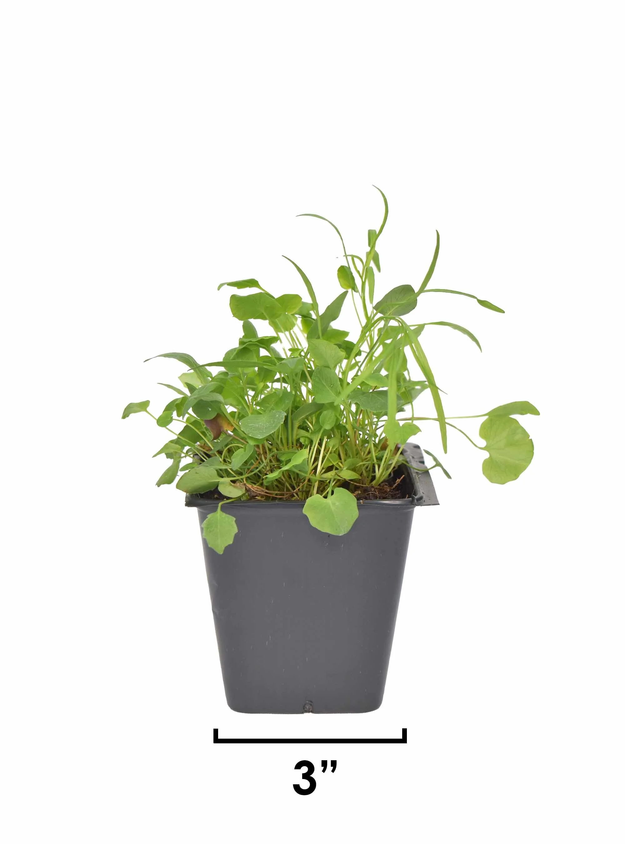Compass Plant (Silphium laciniatum) 3-pack of pots — Blazing Star Gardens