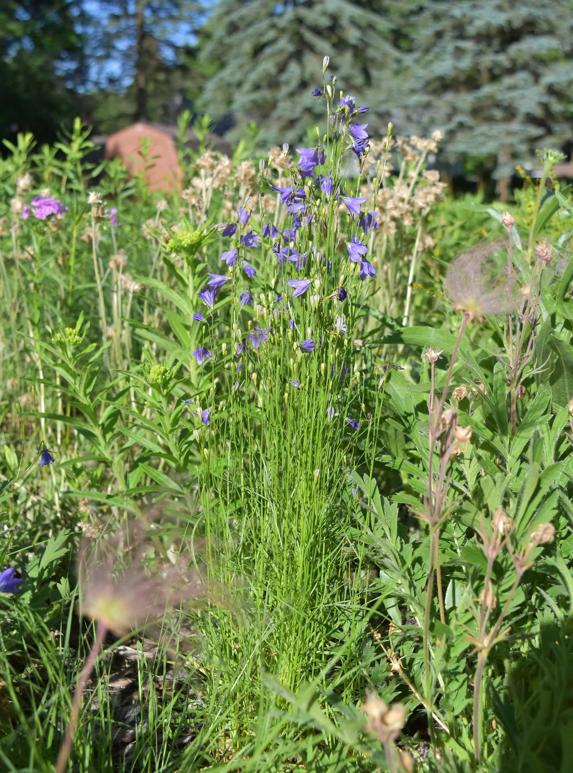 Compass Plant (Silphium laciniatum) 3-pack of pots — Blazing Star Gardens