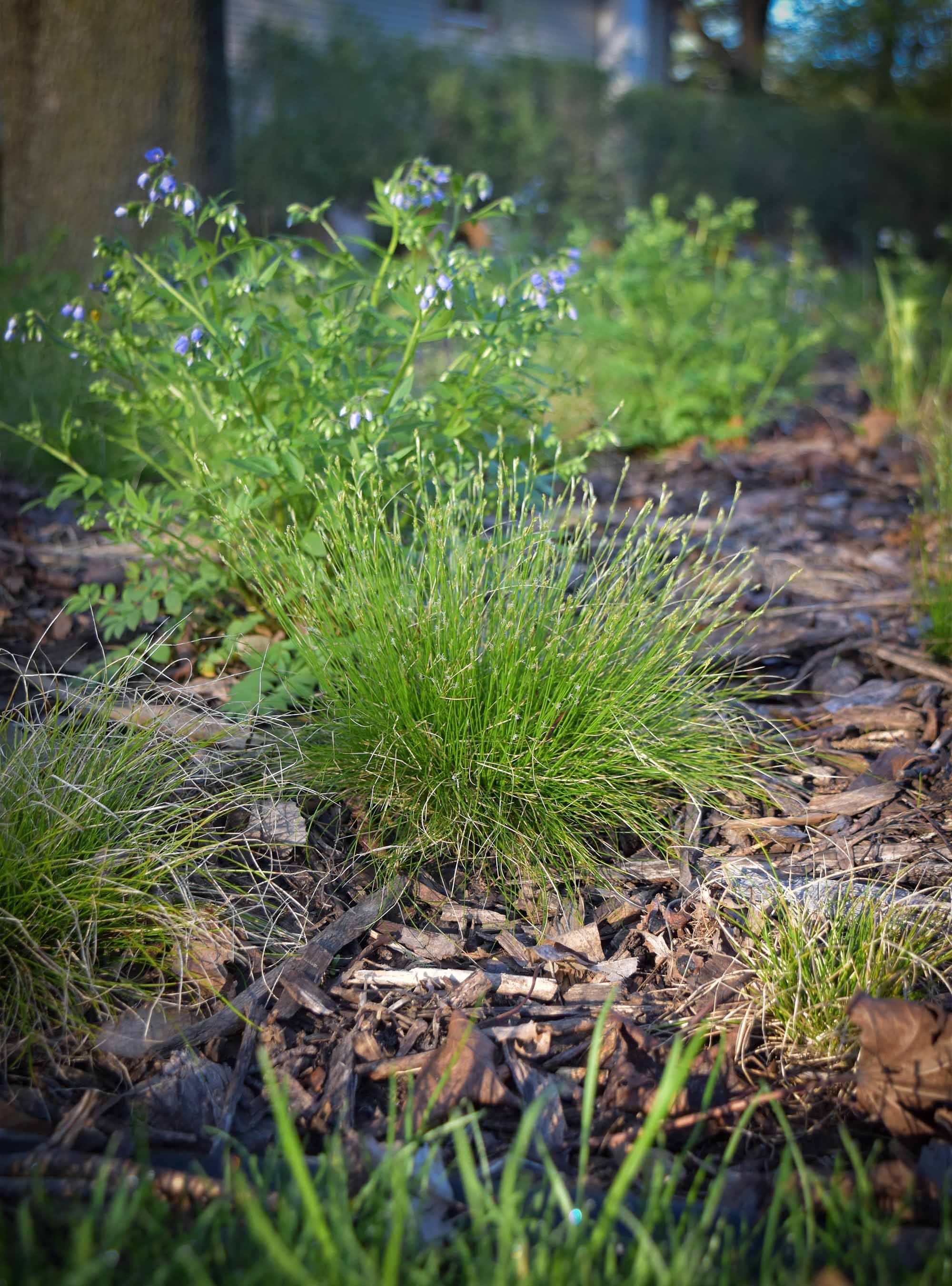 Pennsylvania Sedge Carex Pensylvanica 3 Pack Of Pots — Blazing Star Gardens