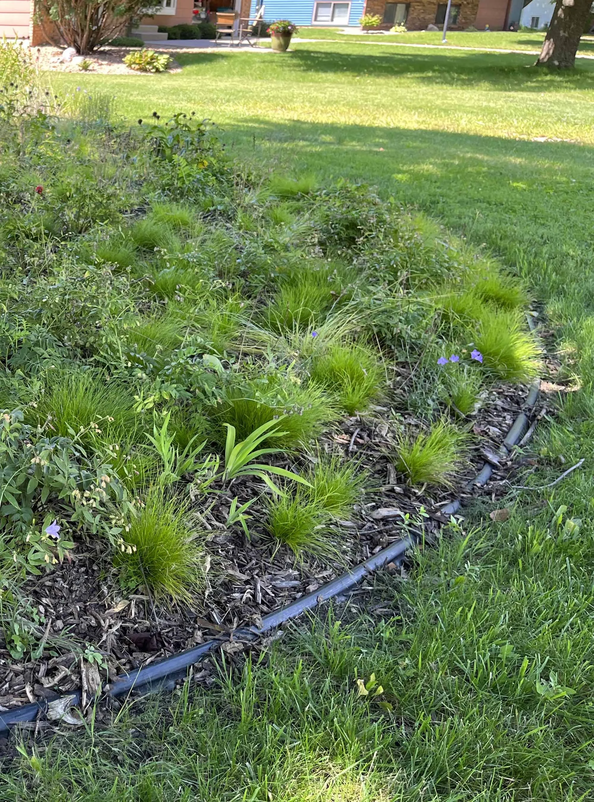 Ivory Sedge (Carex eburnea) 3-pack of pots — Blazing Star Gardens