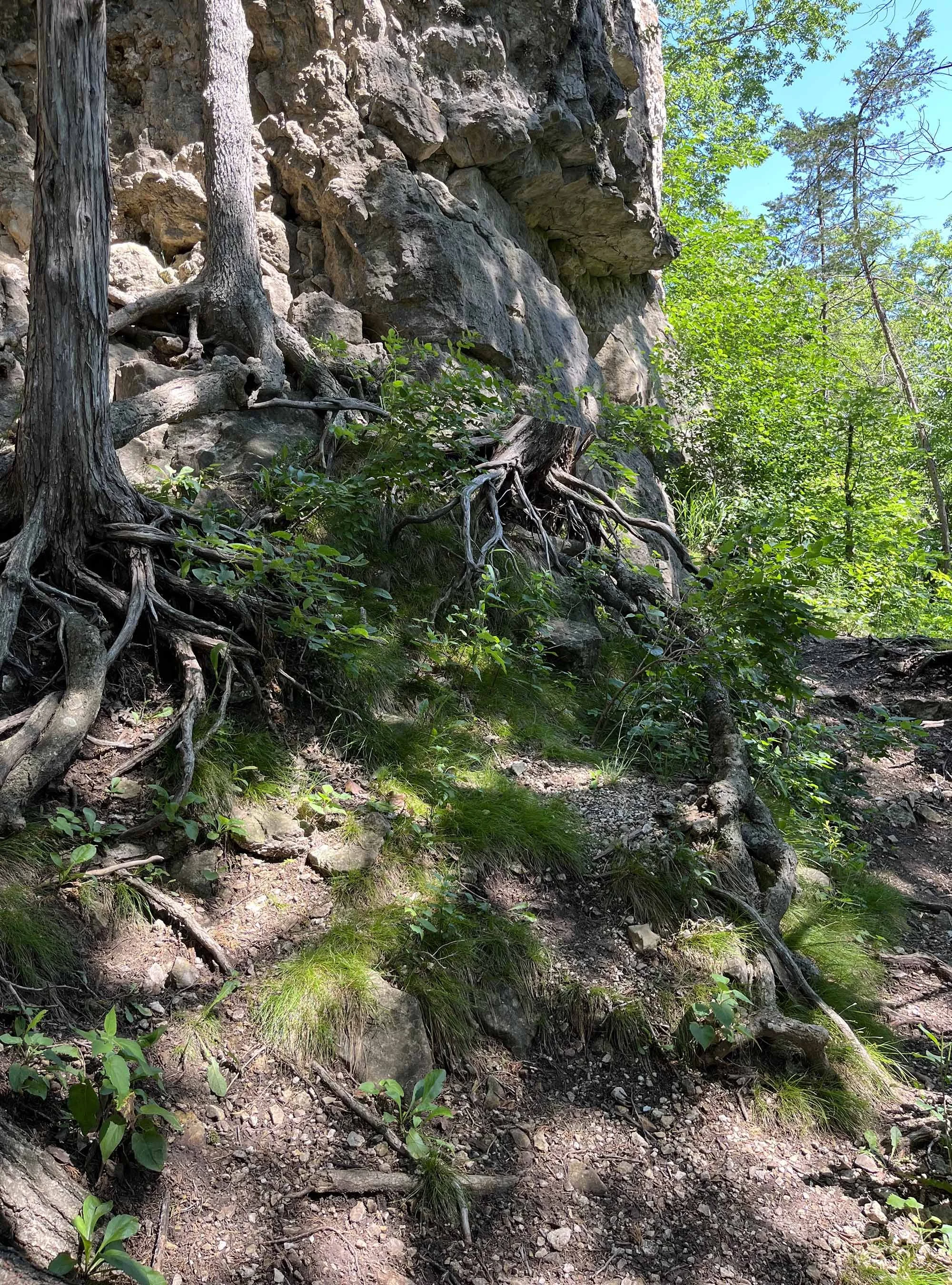 Ivory Sedge (Carex eburnea) 3-pack of pots — Blazing Star Gardens