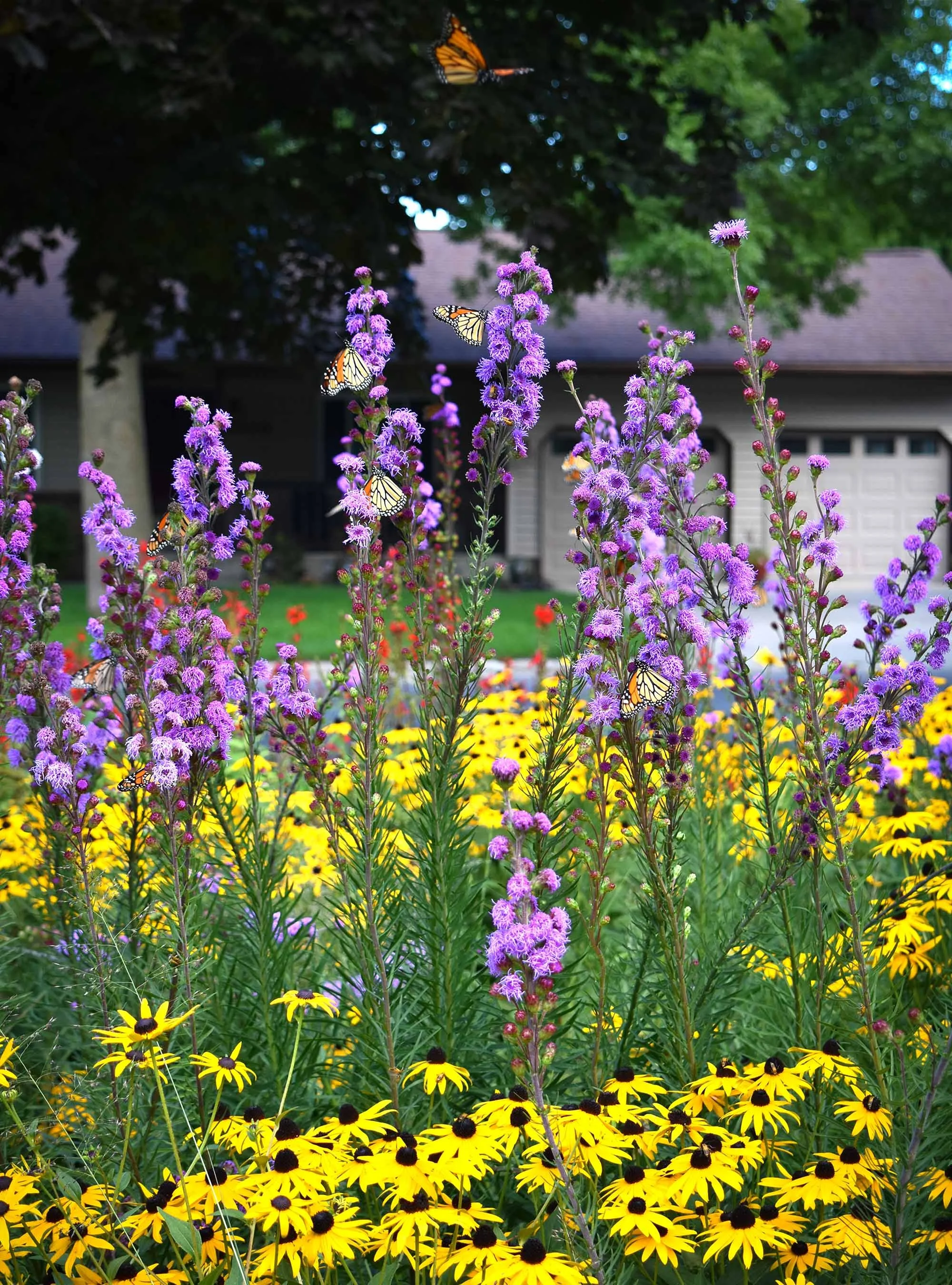 Meadow Blazing Star (Liatris ligulistylis) 12-pack of plugs — Blazing ...