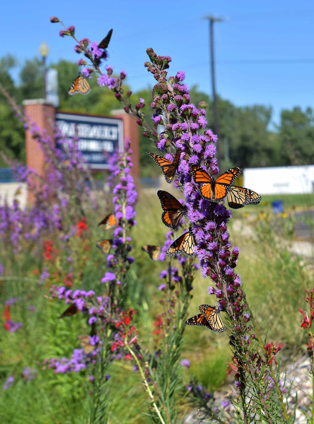 New Jersey Tea (Ceanothus americanus) 3-pack of pots — Blazing Star Gardens