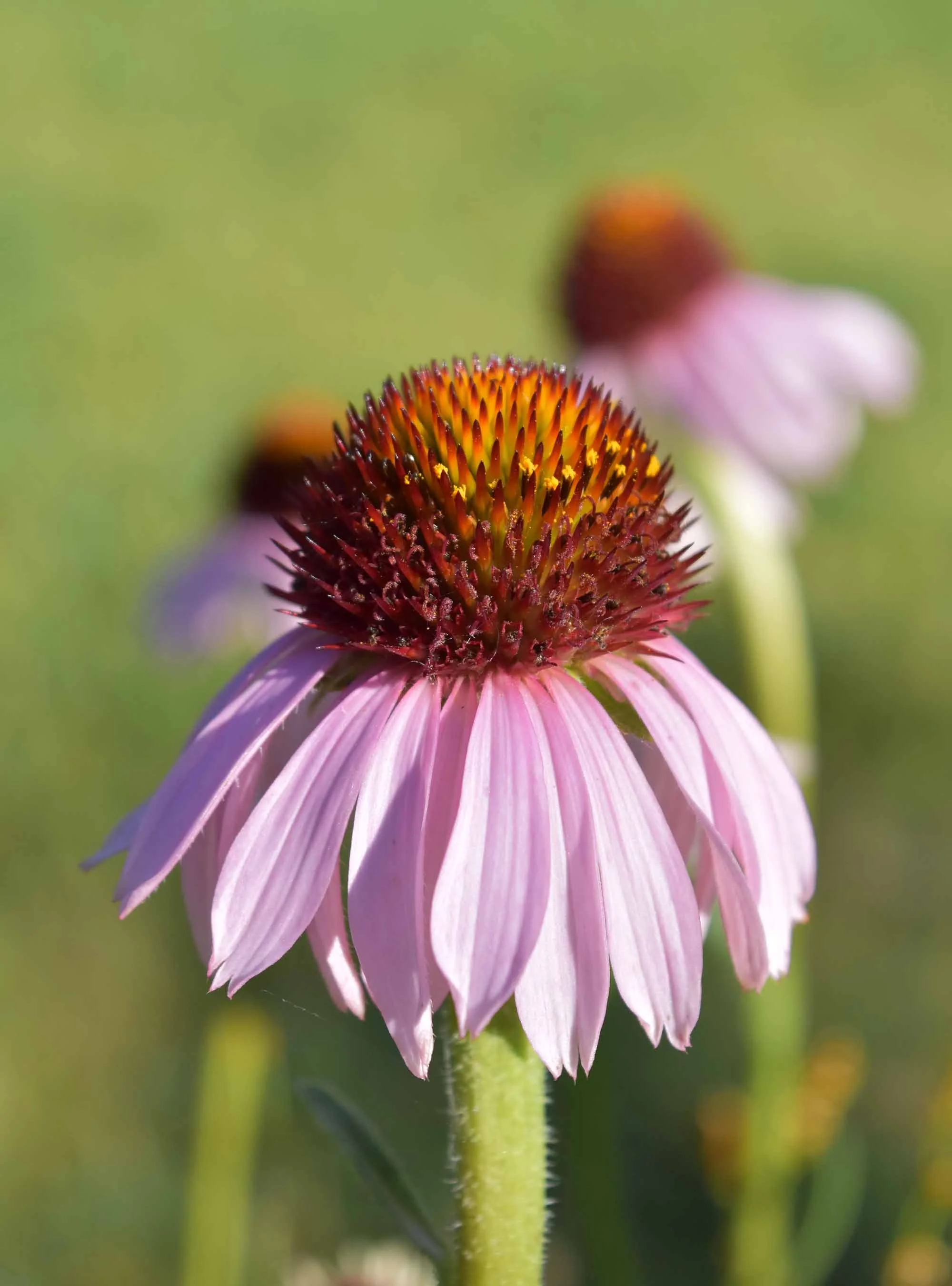 Narrow-leaved Coneflower (Echinacea angustifolia) 12-pack of plugs ...