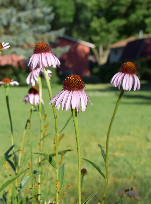Prairie Coreopsis (Coreopsis palmata) 3-pack of pots — Blazing Star Gardens