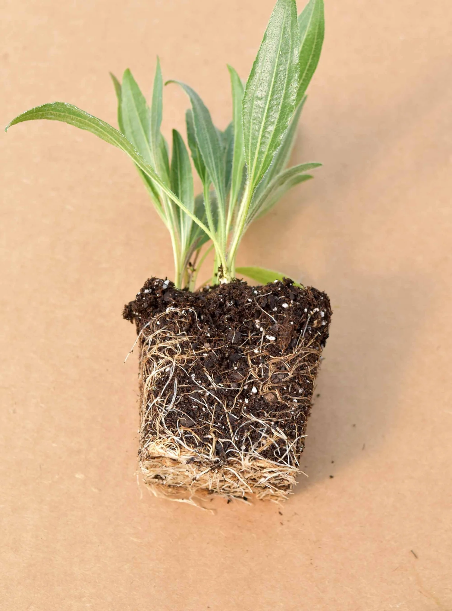 Echinacea Plant Roots