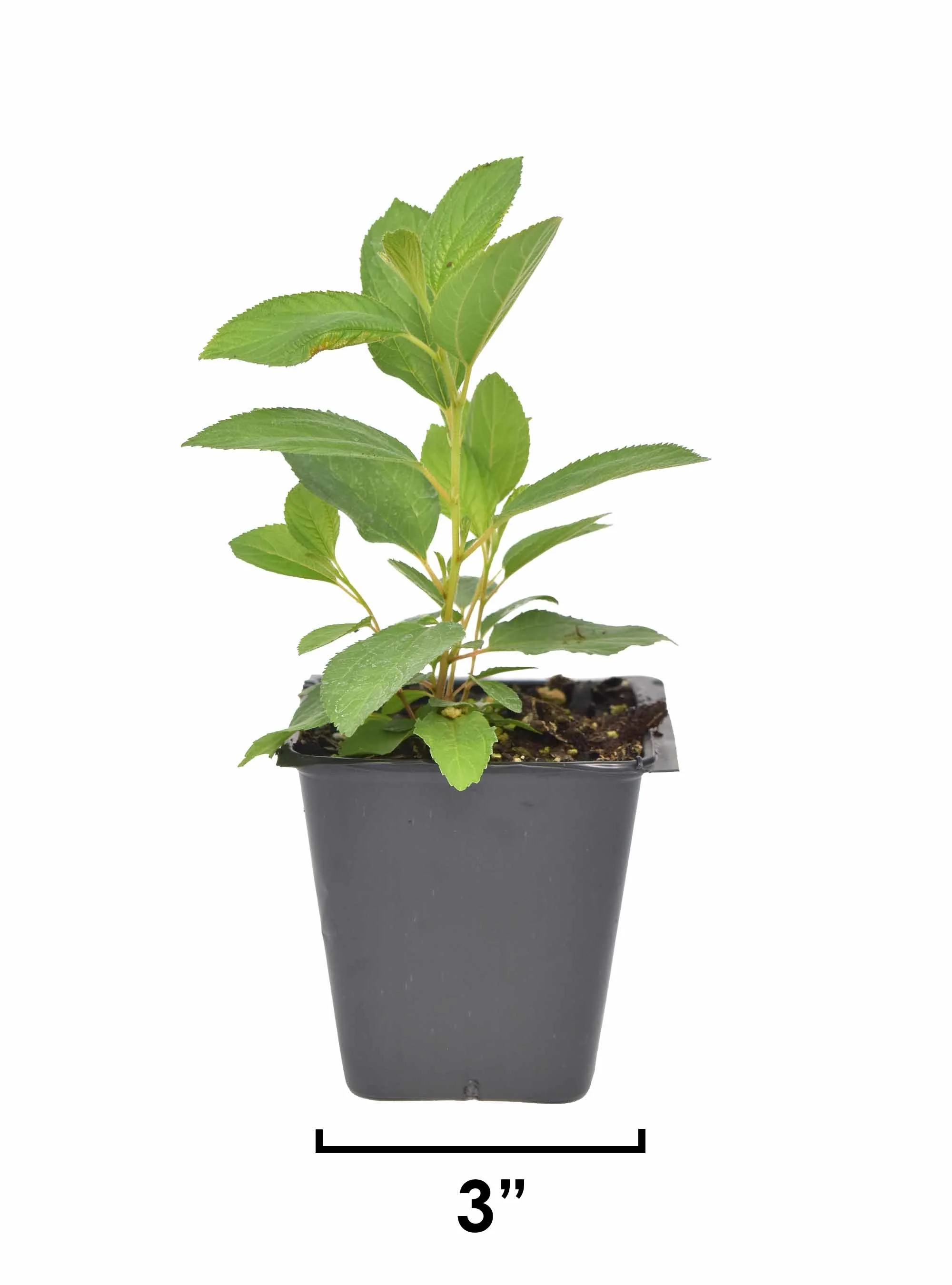 New Jersey Tea (Ceanothus americanus) 12-pack of plugs — Blazing Star ...