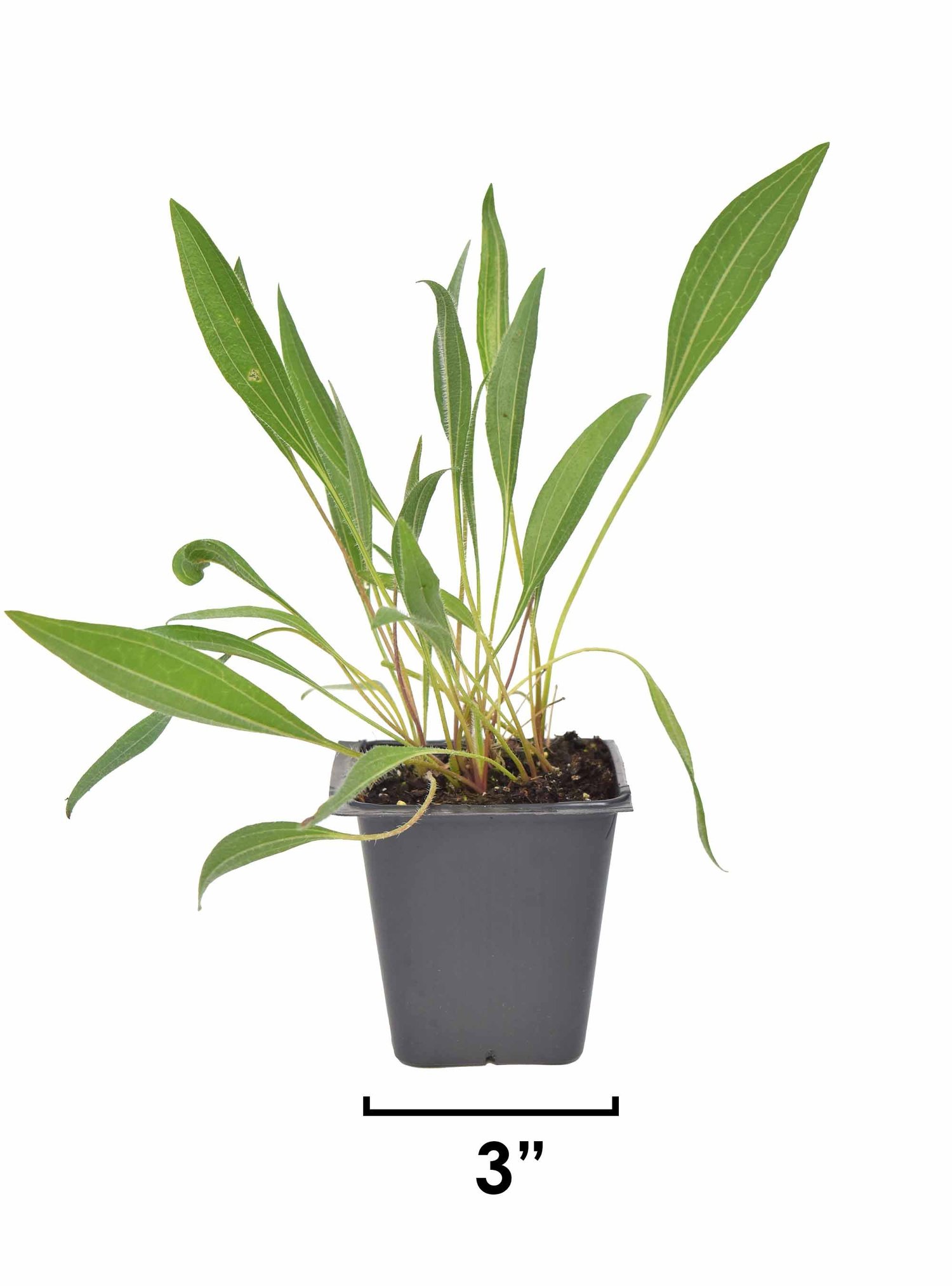 Compass Plant (Silphium laciniatum) 3-pack of pots — Blazing Star Gardens