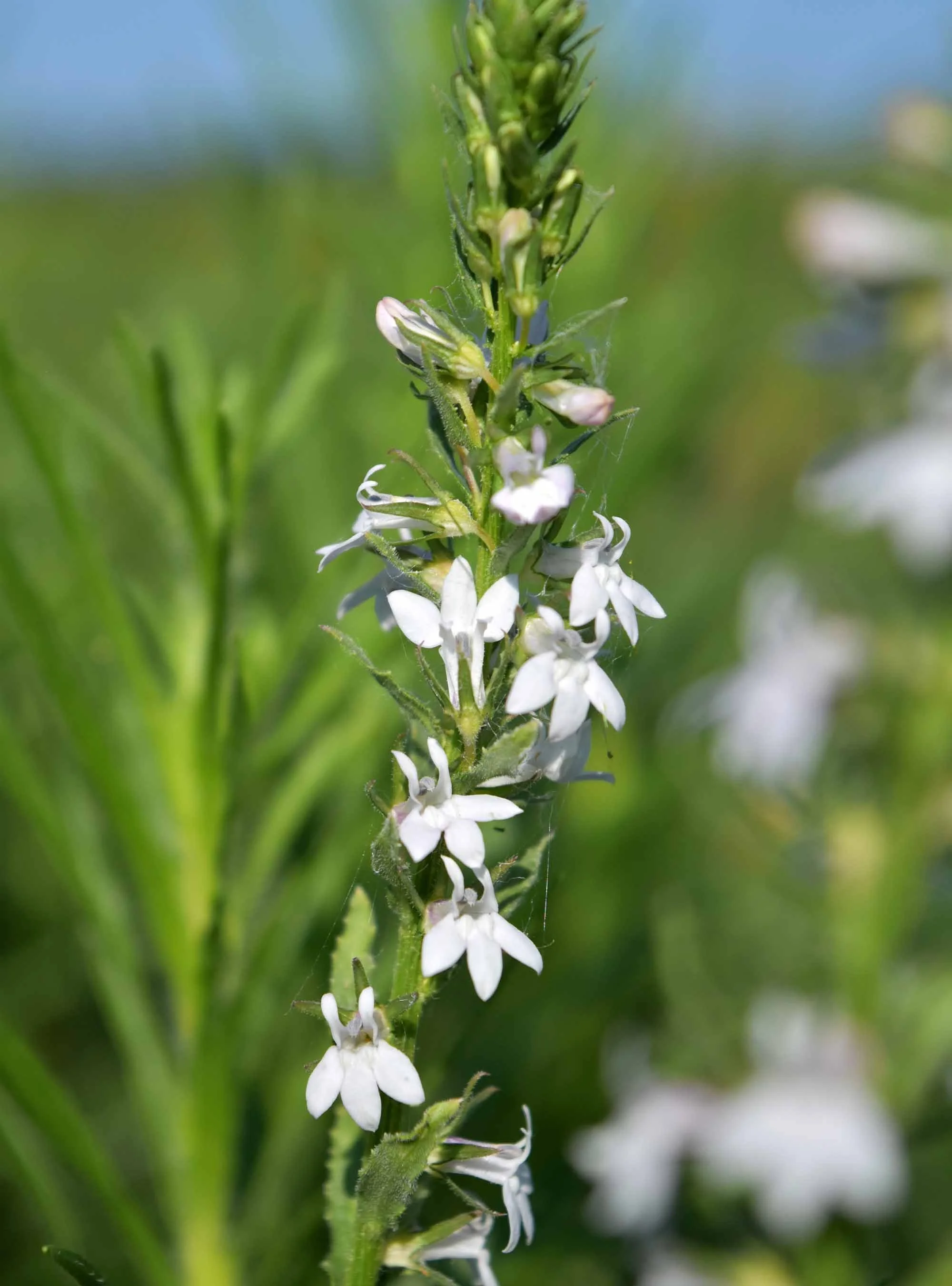 Harebell (Campanula rotundifolia) 12-pack of plugs — Blazing Star Gardens