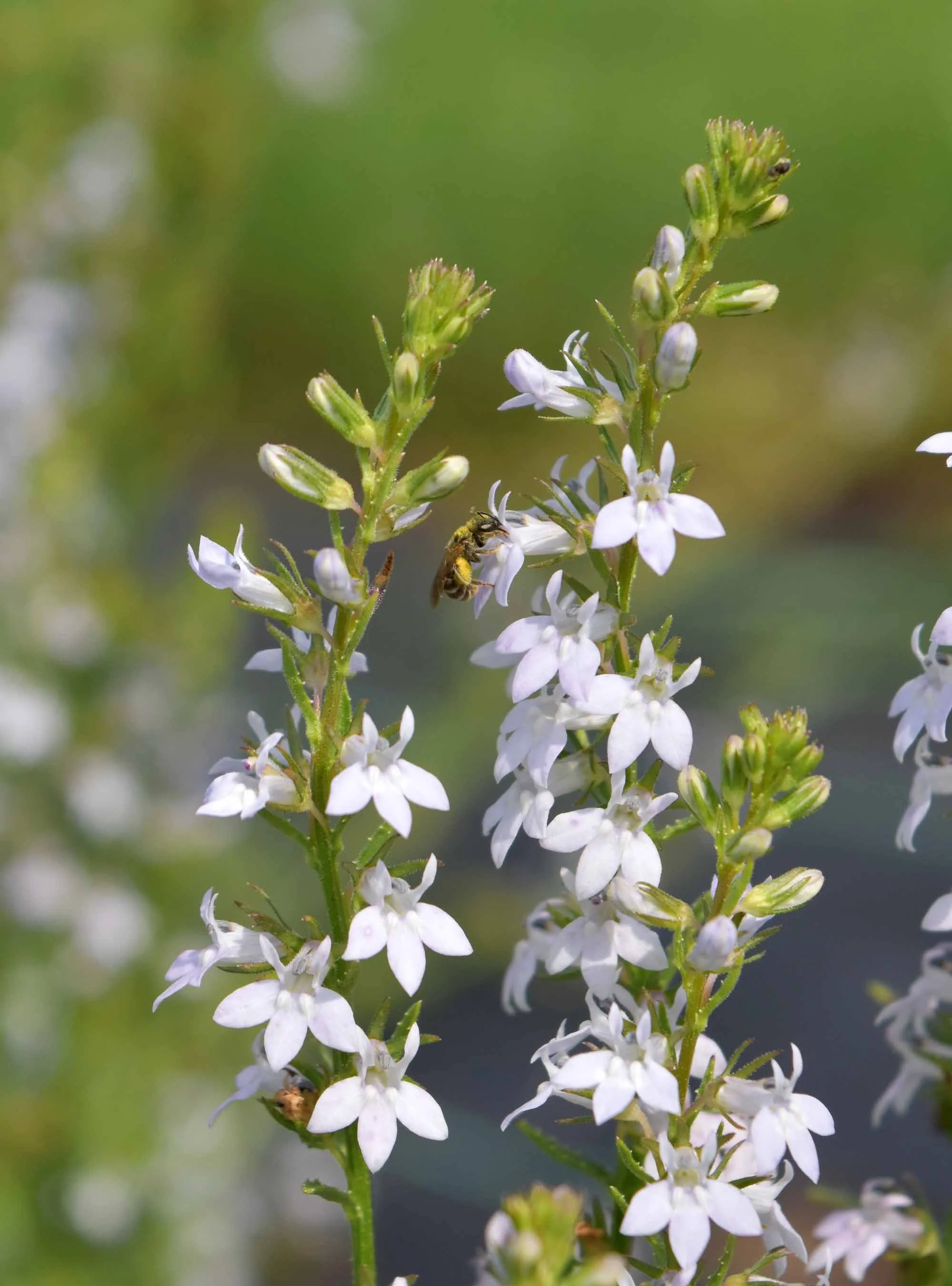 Harebell (Campanula rotundifolia) 12-pack of plugs — Blazing Star Gardens