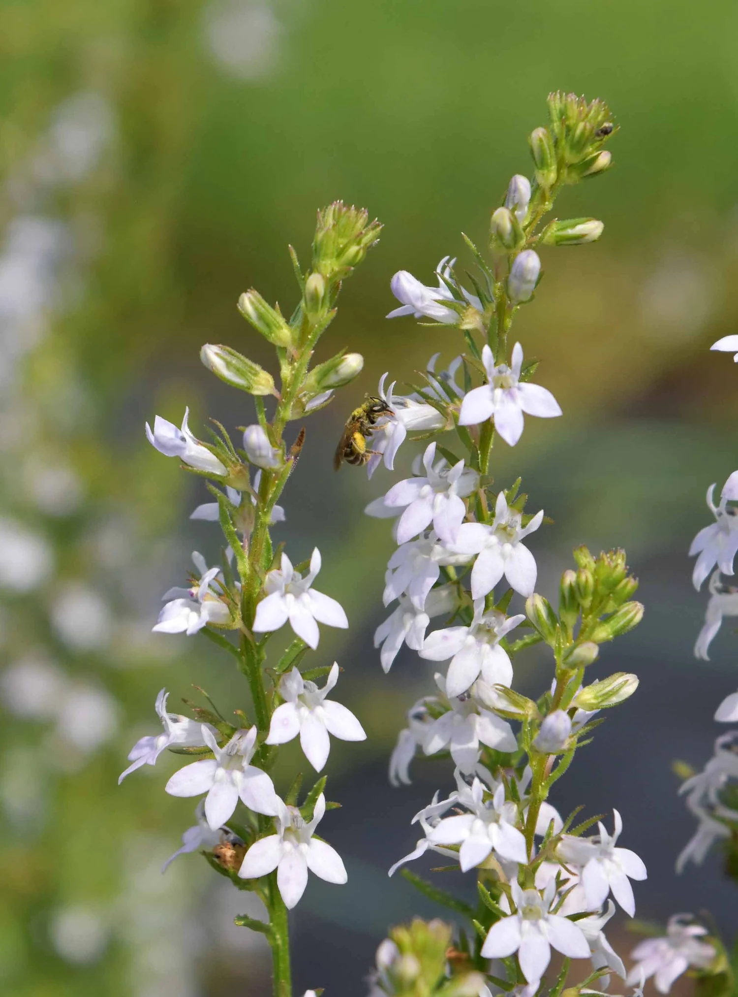 Lobelia Spicata