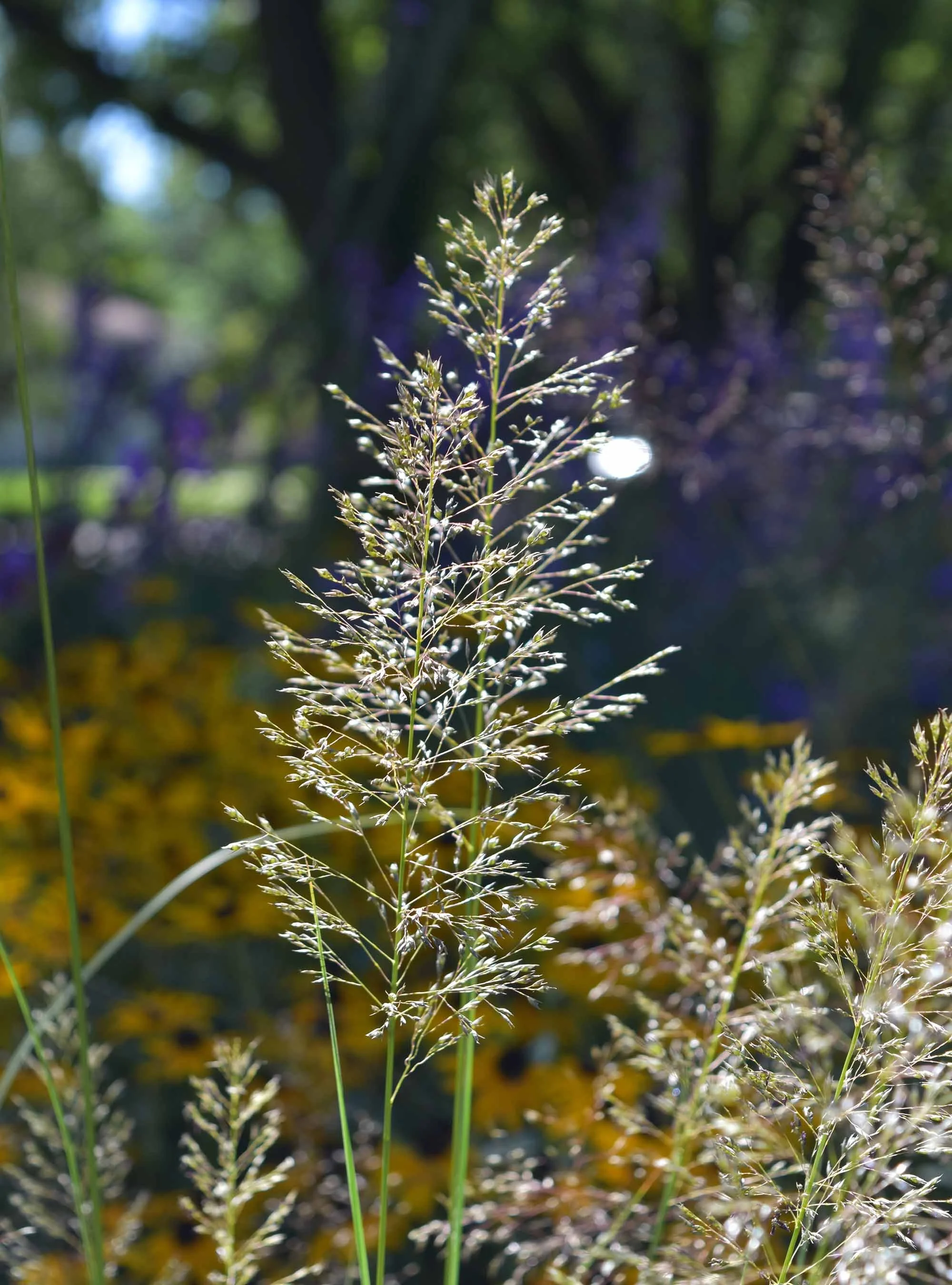 Prairie Dropseed (Sporobolus heterolepis) 12-pack of plugs — Blazing ...