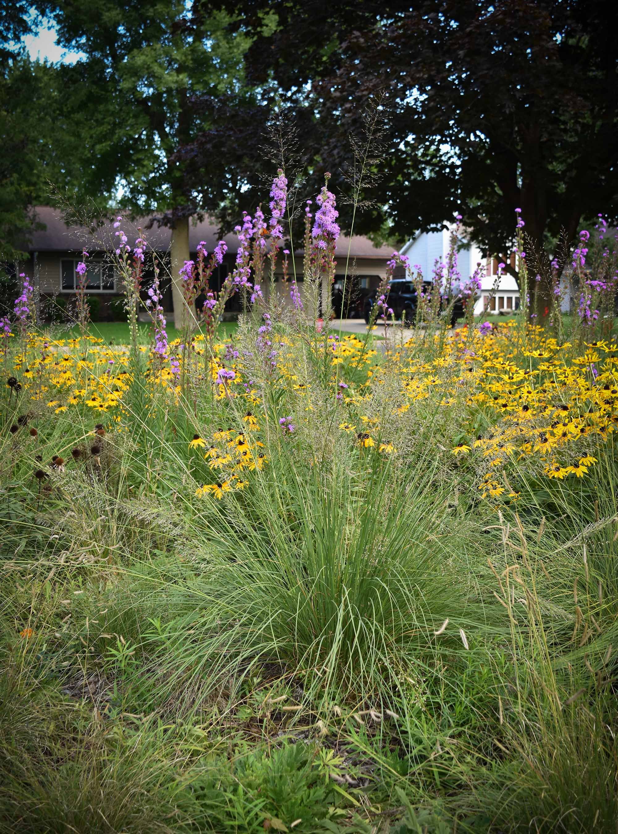 Prairie Dropseed (Sporobolus heterolepis) 3-pack of pots — Blazing Star ...