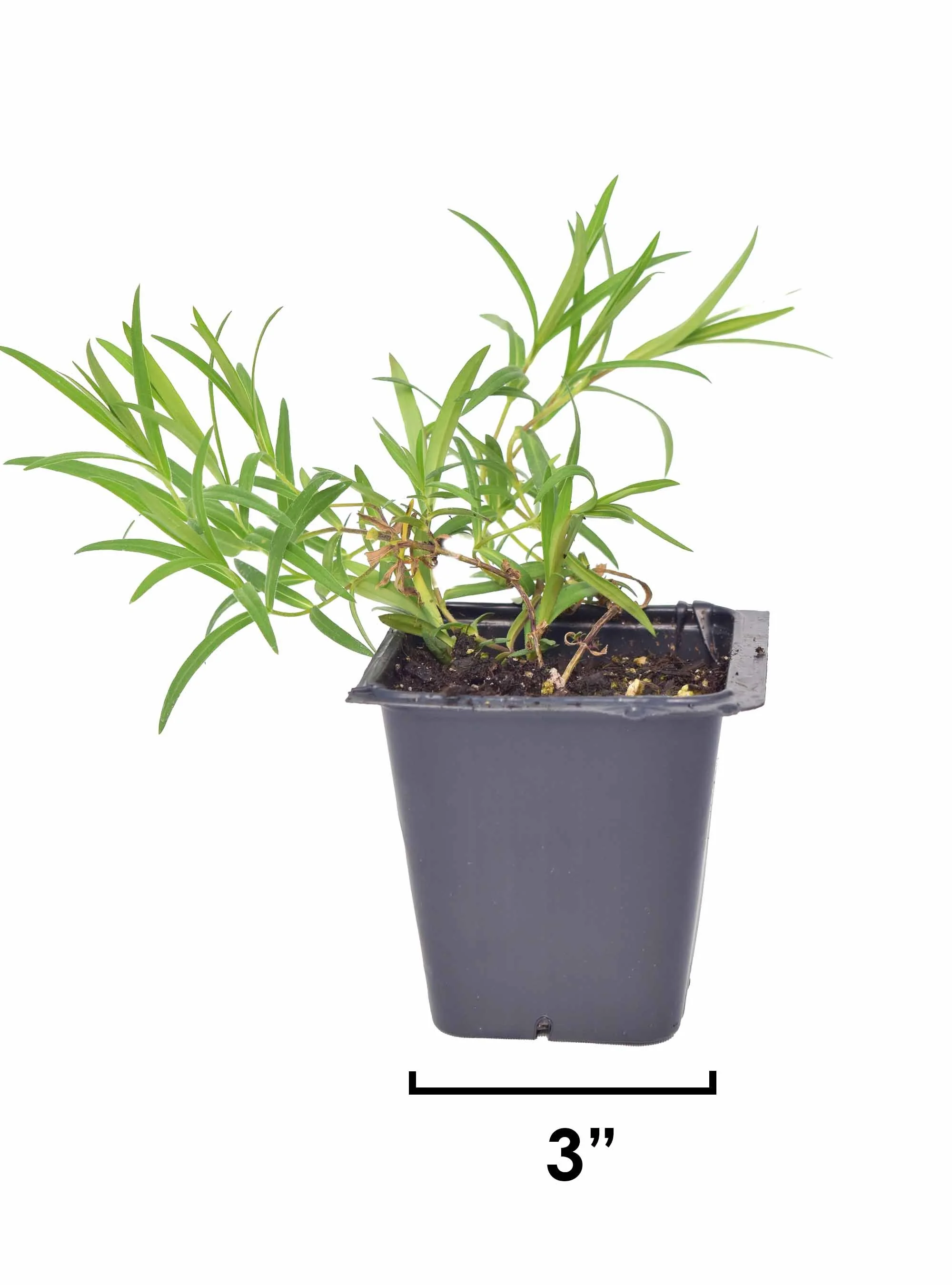 Rain Garden Kit - Sun - 72 plants — Blazing Star Gardens