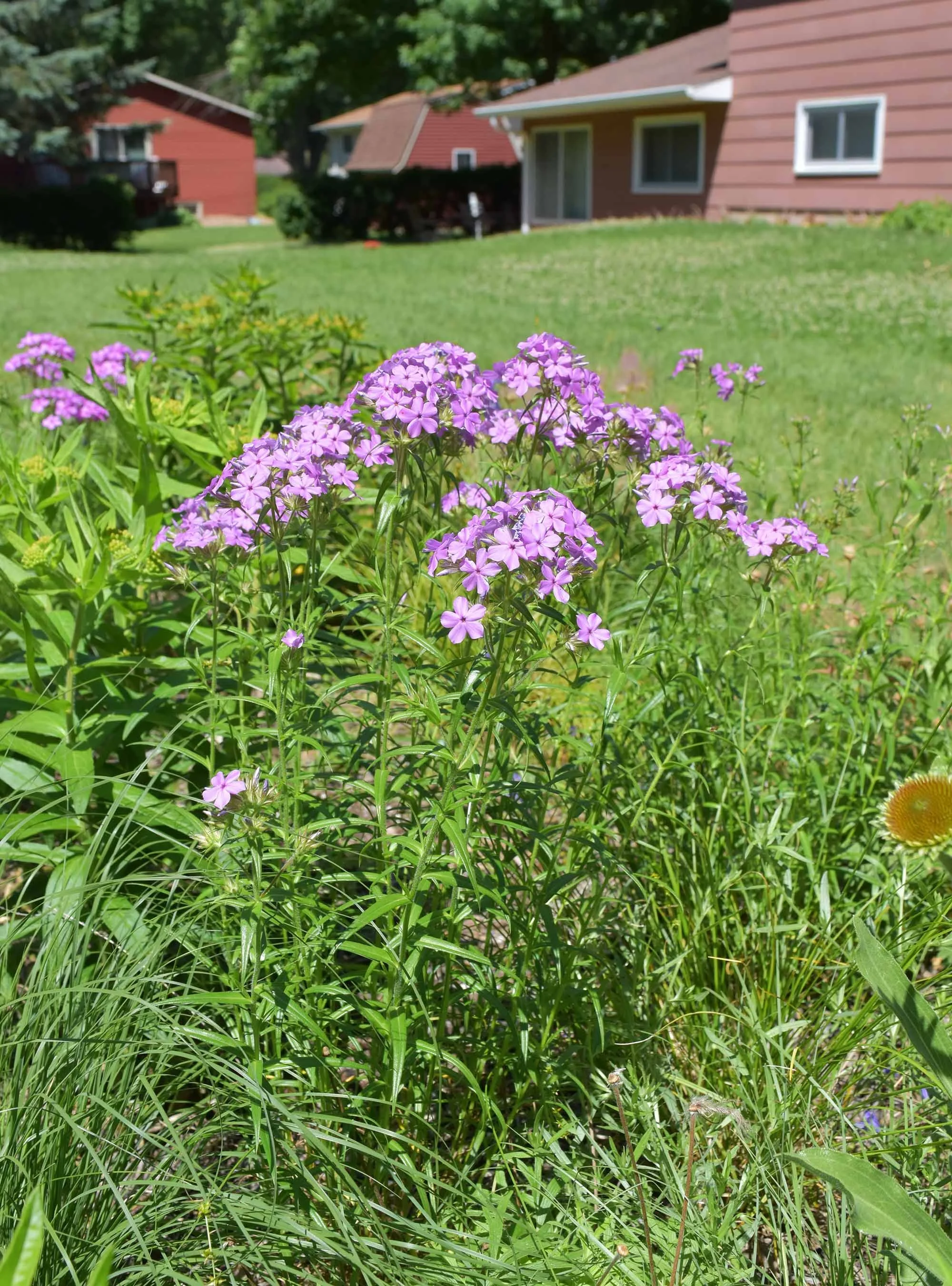 Prairie Phlox (Phlox pilosa) 12-pack of plugs — Blazing Star Gardens