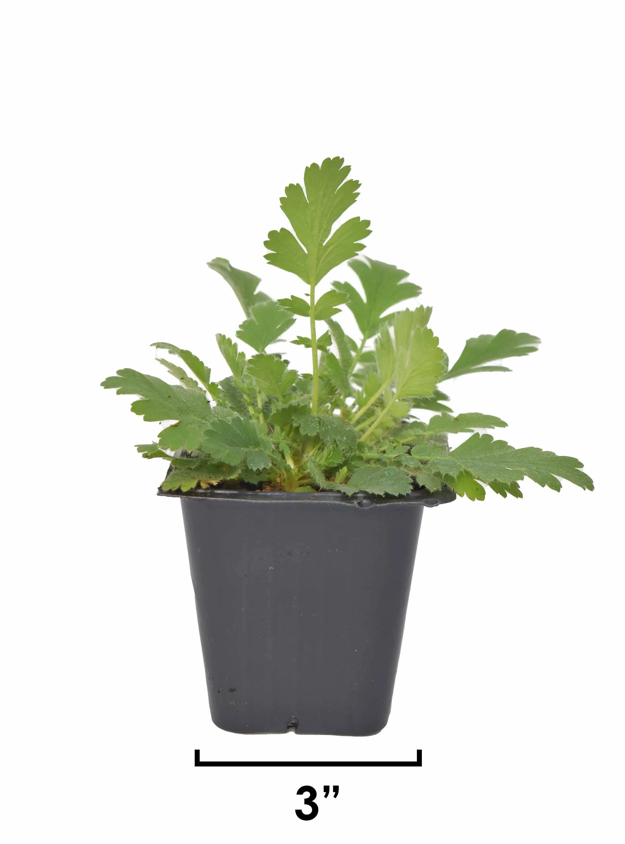 Prairie Smoke (Geum triflorum) 3-pack of pots — Blazing Star Gardens