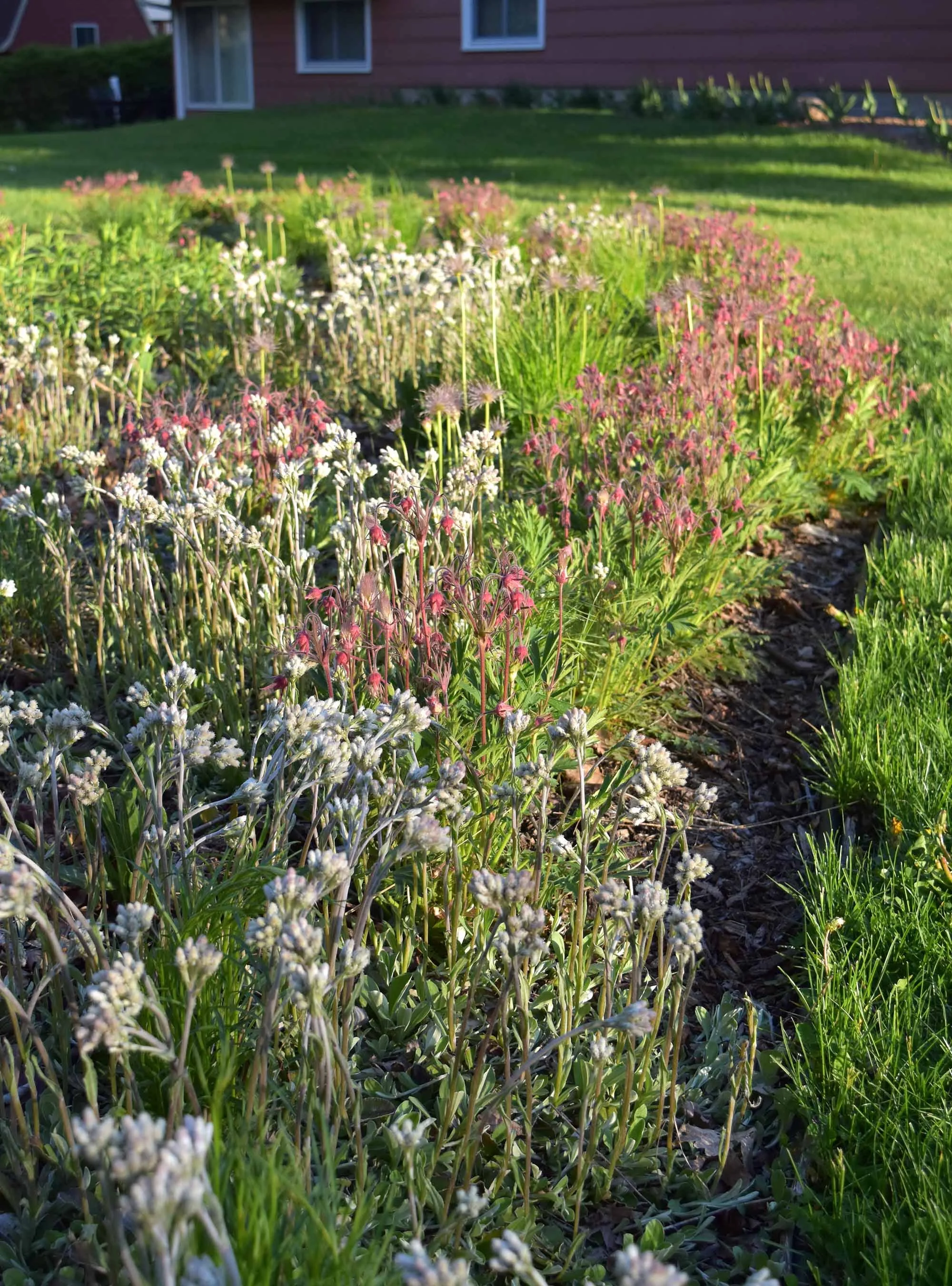 Prairie Smoke (Geum triflorum) 3-pack of pots — Blazing Star Gardens