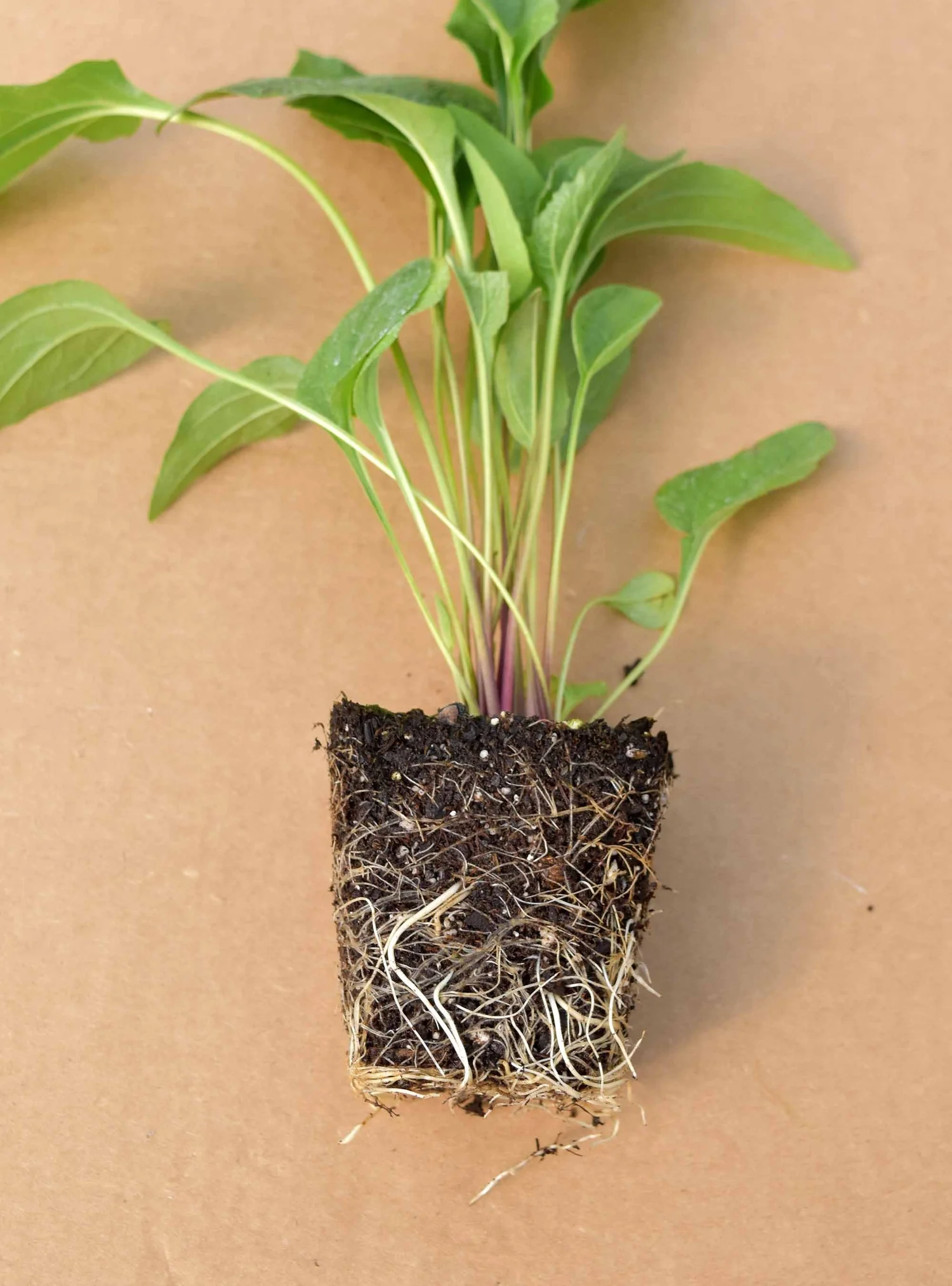 Compass Plant (Silphium laciniatum) 3-pack of pots — Blazing Star Gardens