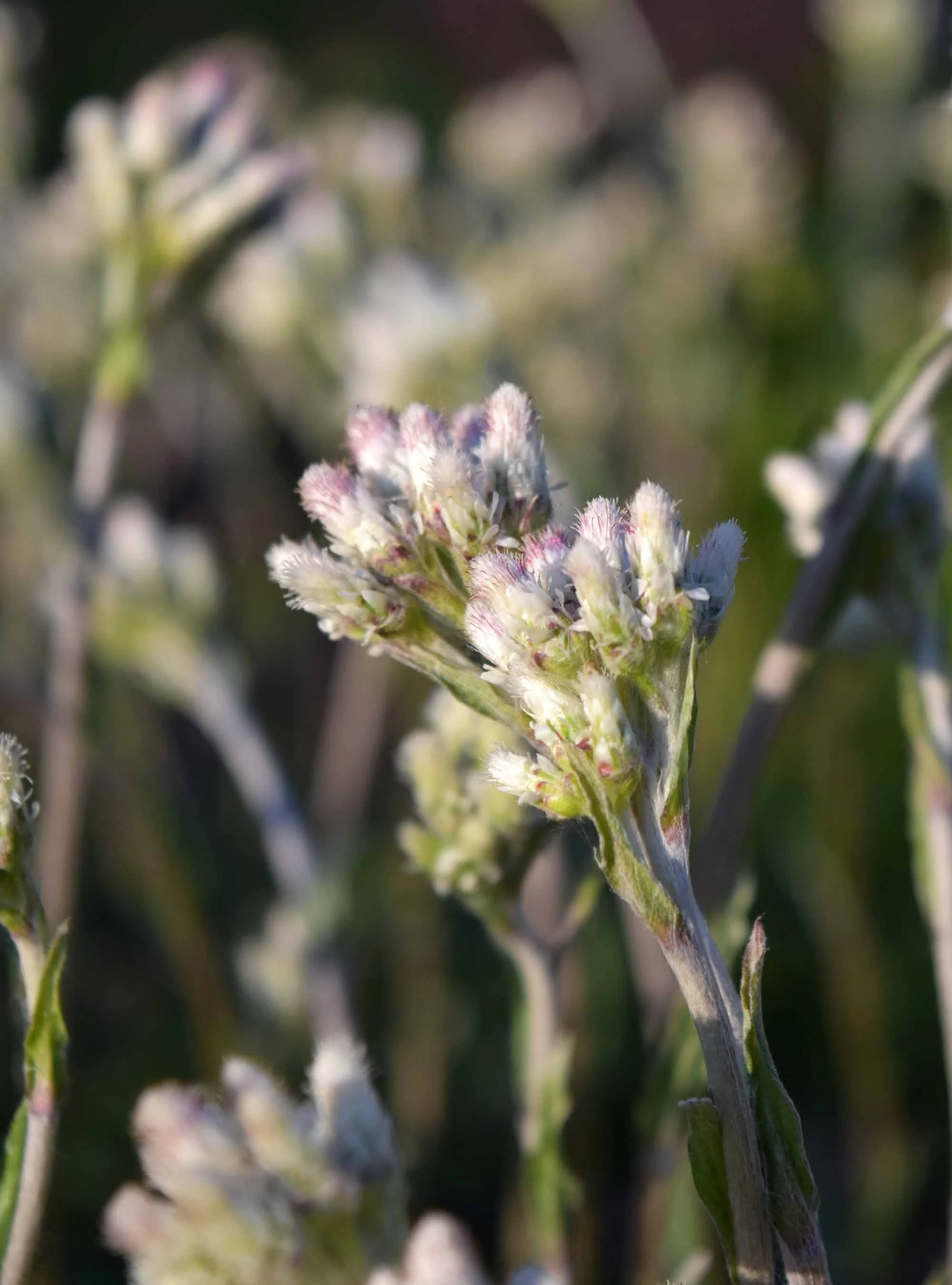Pussytoes (Antennaria plantaginifolia) 3-pack of pots — Blazing Star ...