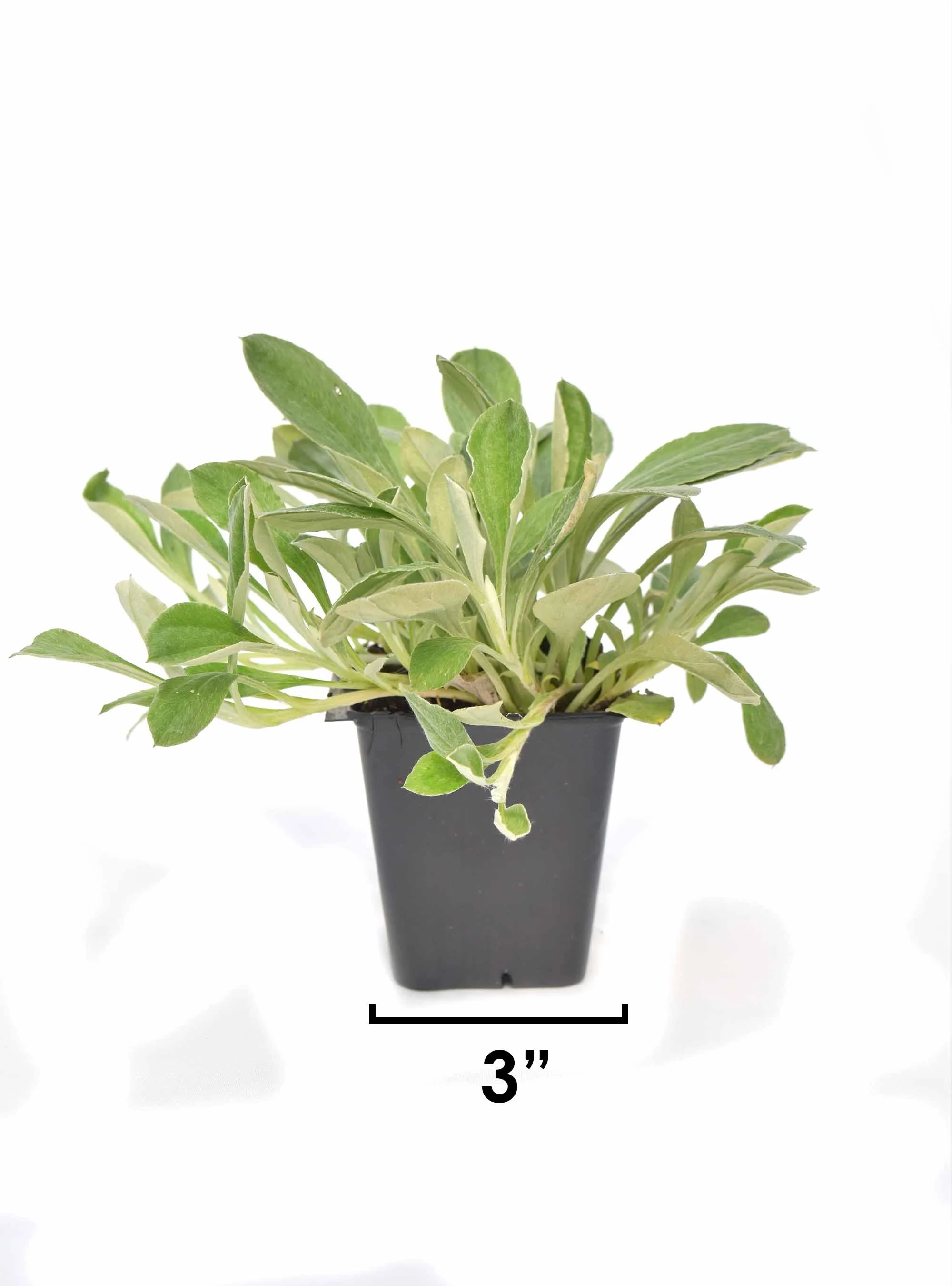 Pussytoes (Antennaria plantaginifolia) 3-pack of pots — Blazing Star ...