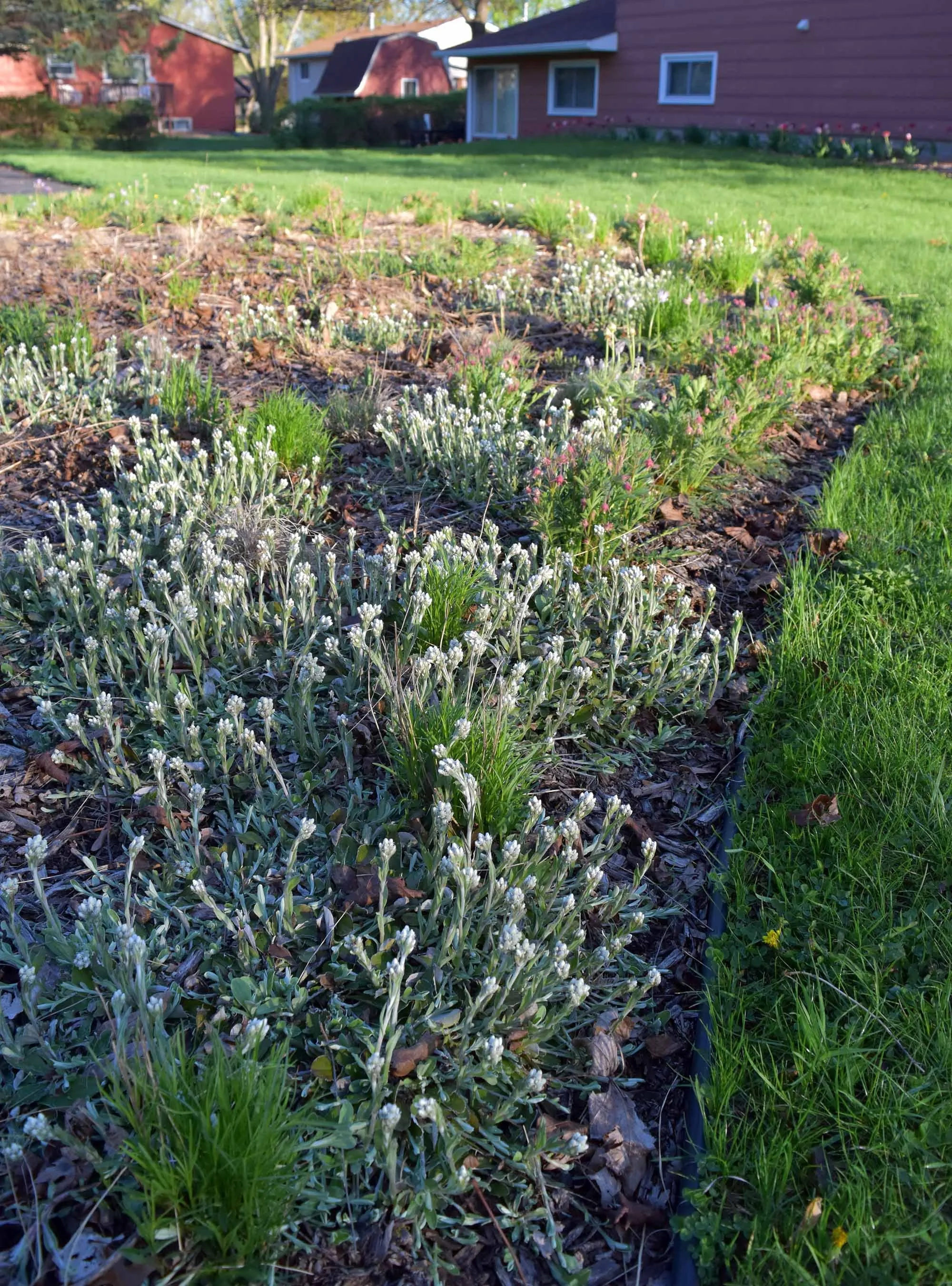 Pussytoes (Antennaria plantaginifolia) 3-pack of pots — Blazing Star ...