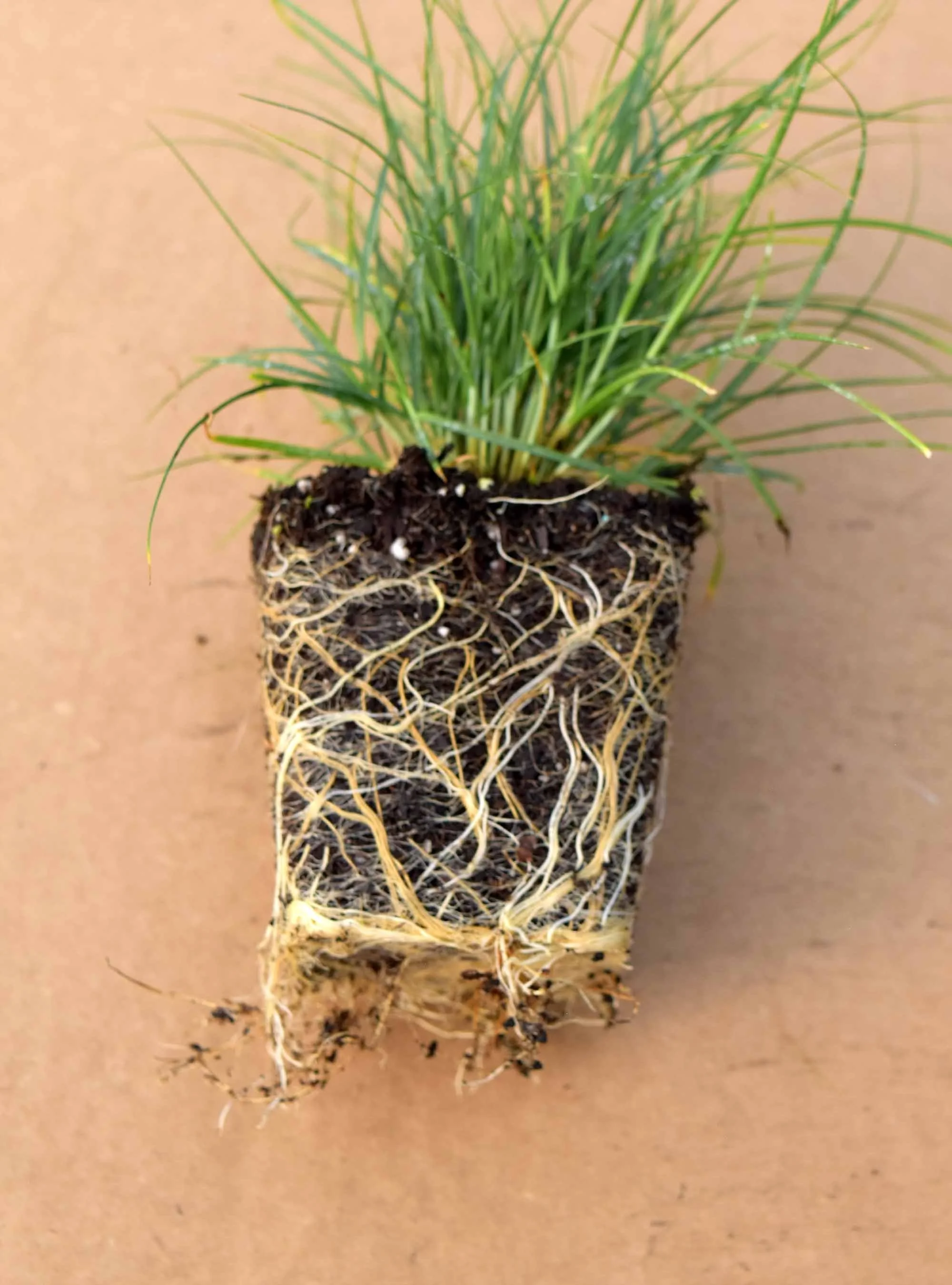 Prairie Dropseed (Sporobolus heterolepis) 12-pack of plugs — Blazing ...
