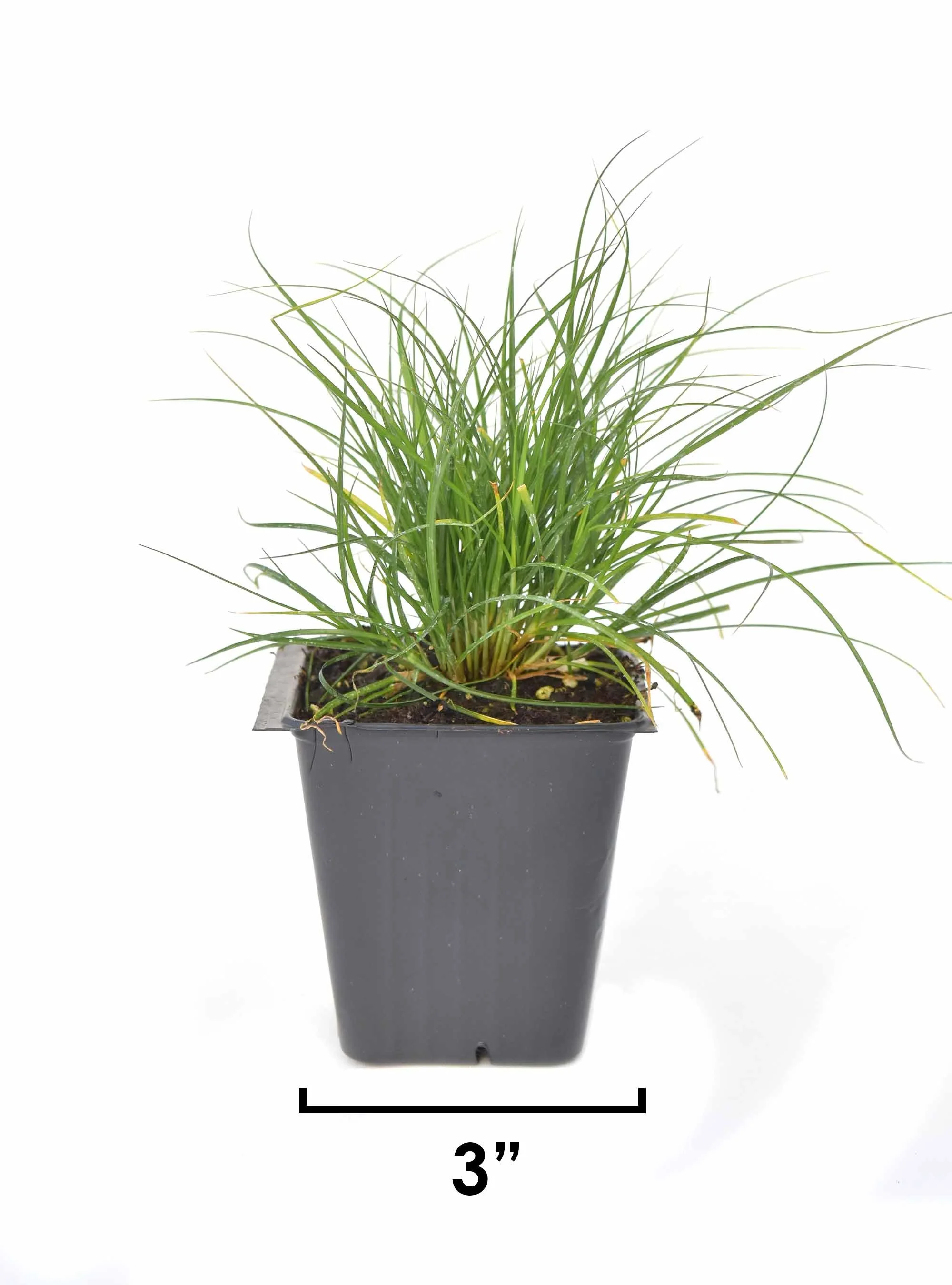 Star Sedge (Carex radiata) 3-pack of pots — Blazing Star Gardens