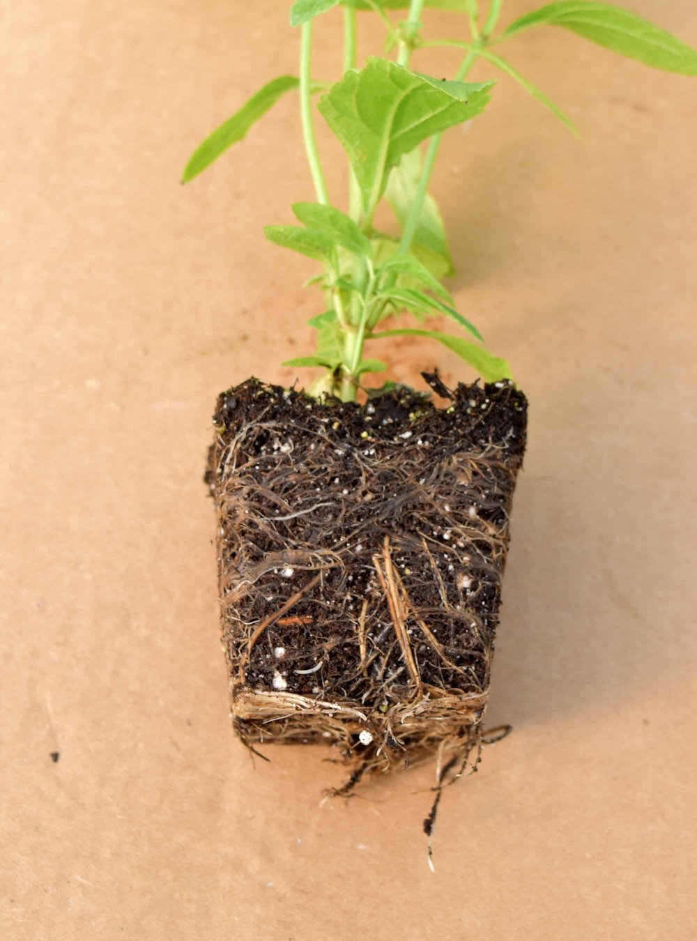 Compass Plant (Silphium laciniatum) 3-pack of pots — Blazing Star Gardens