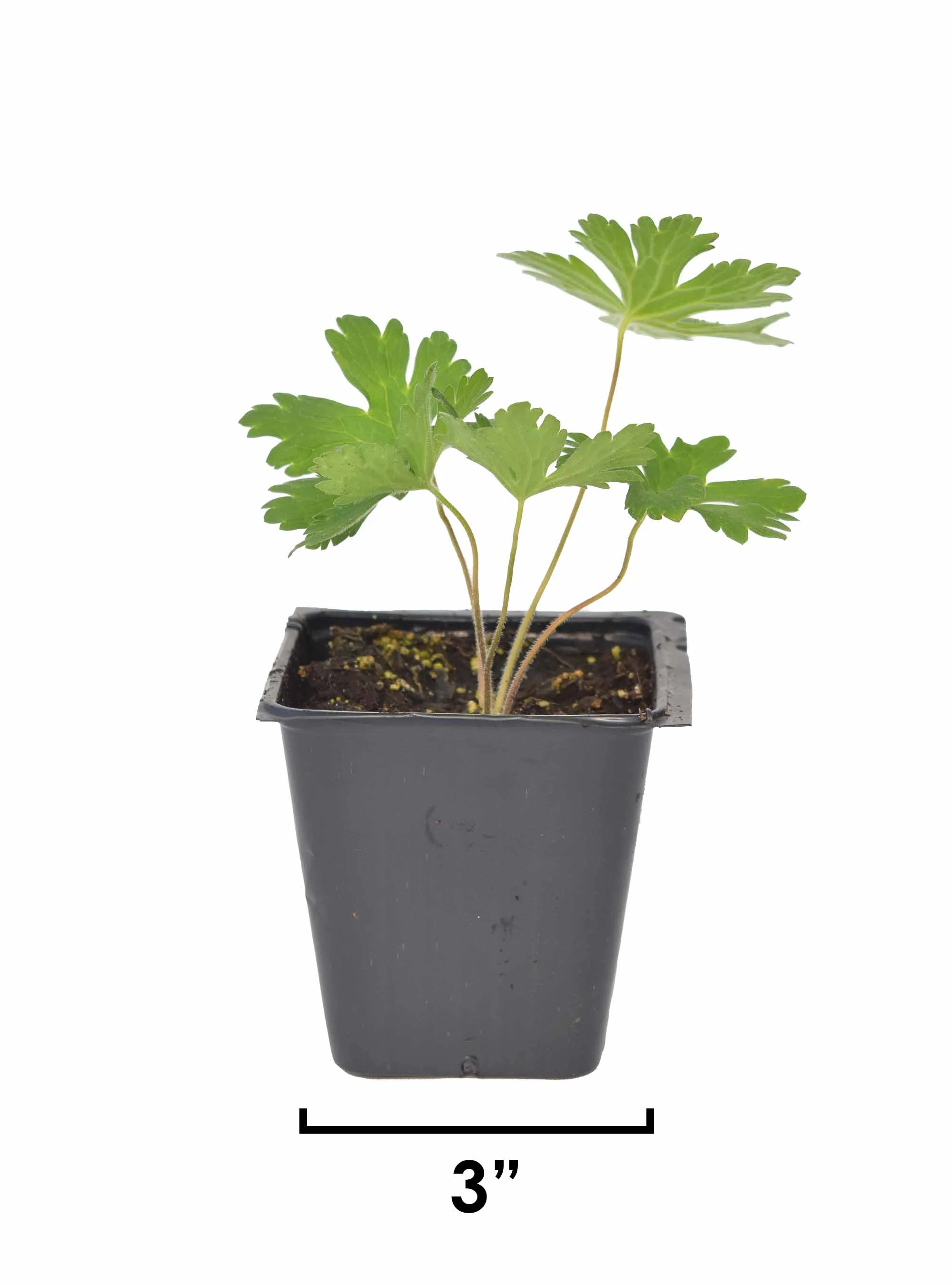 Wild Geranium (Geranium maculatum) 3-pack of pots — Blazing Star Gardens