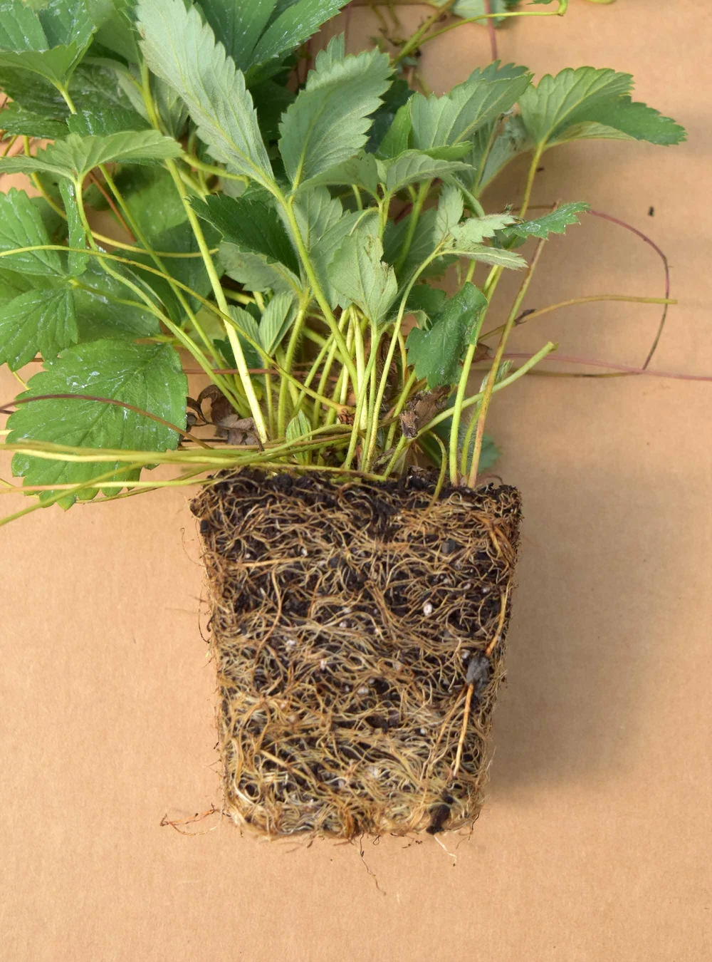Compass Plant (Silphium laciniatum) 3-pack of pots — Blazing Star Gardens