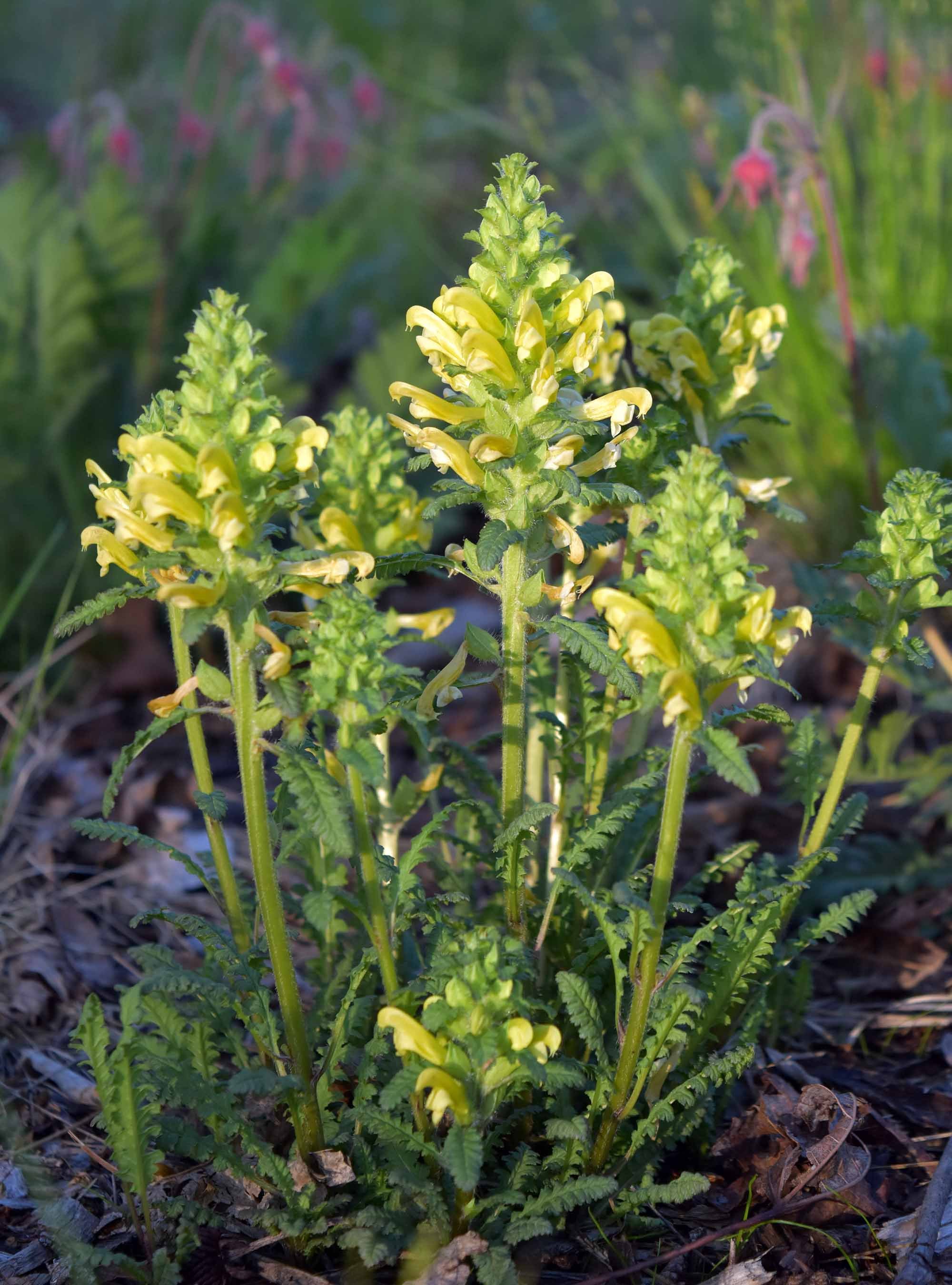 Prairie Dropseed (Sporobolus heterolepis) 12-pack of plugs — Blazing Star Gardens
