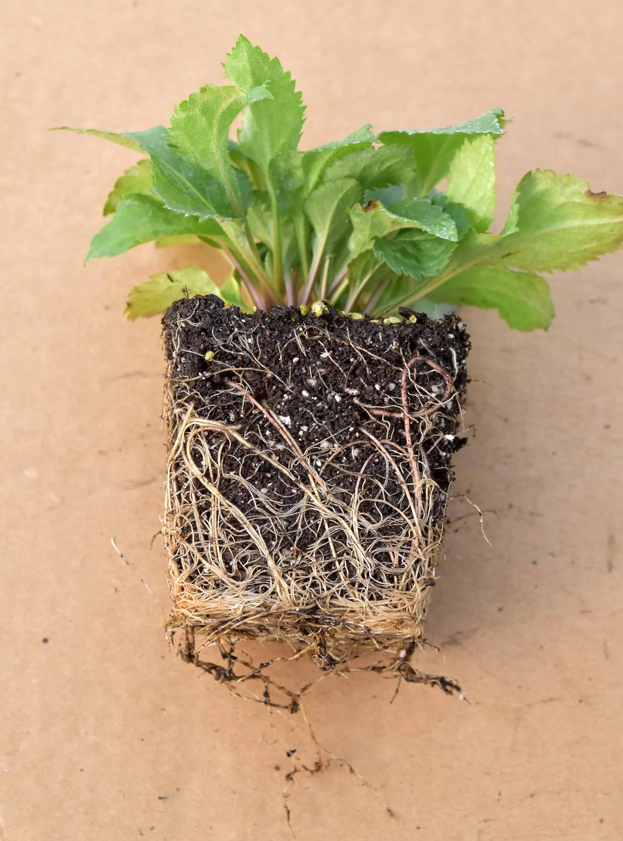 Wild Strawberry (Fragaria virginiana) 12-pack of plugs — Blazing Star ...