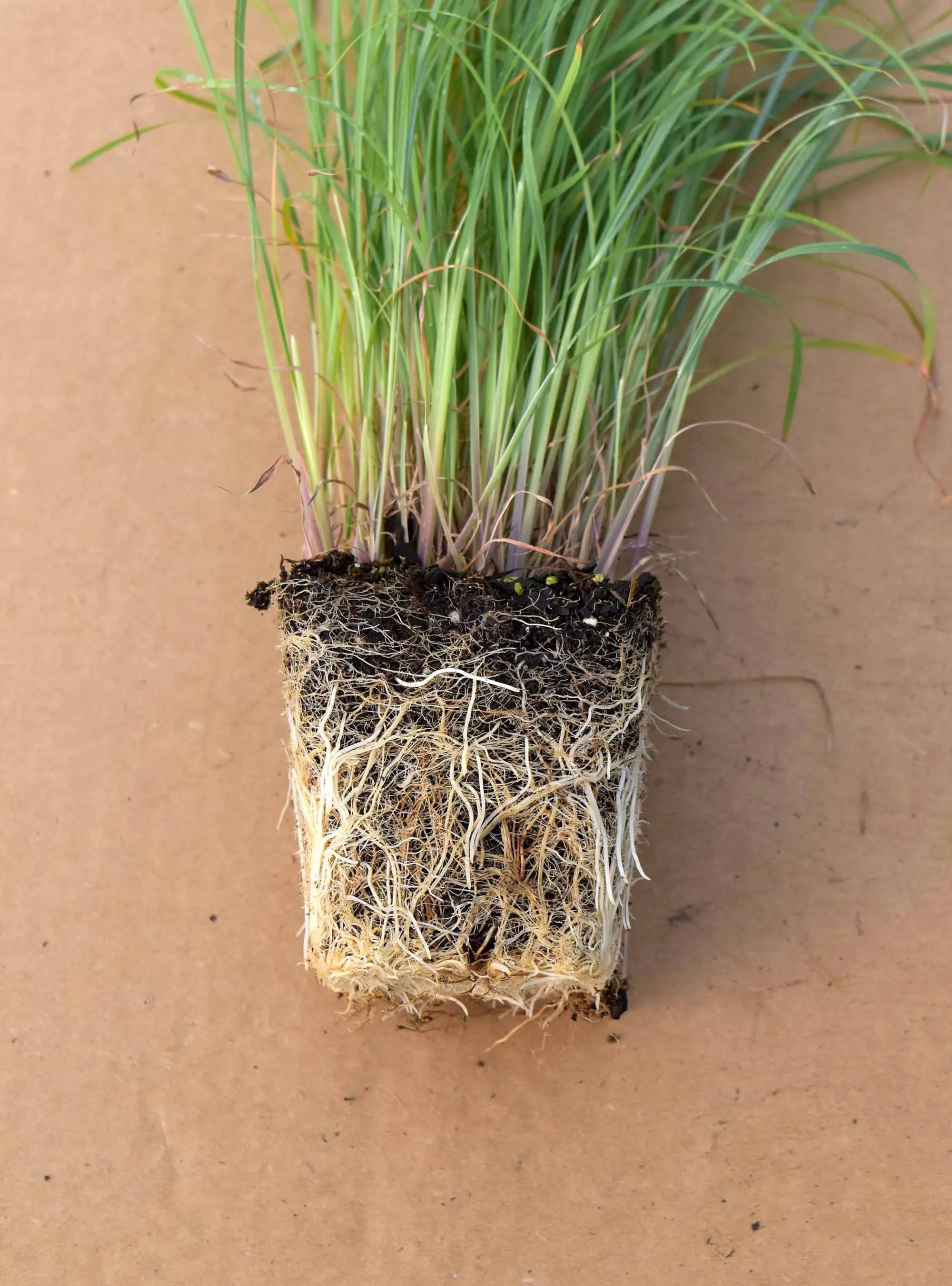 Purple Prairie Clover (Dalea purpurea) 3-pack of pots — Blazing Star ...