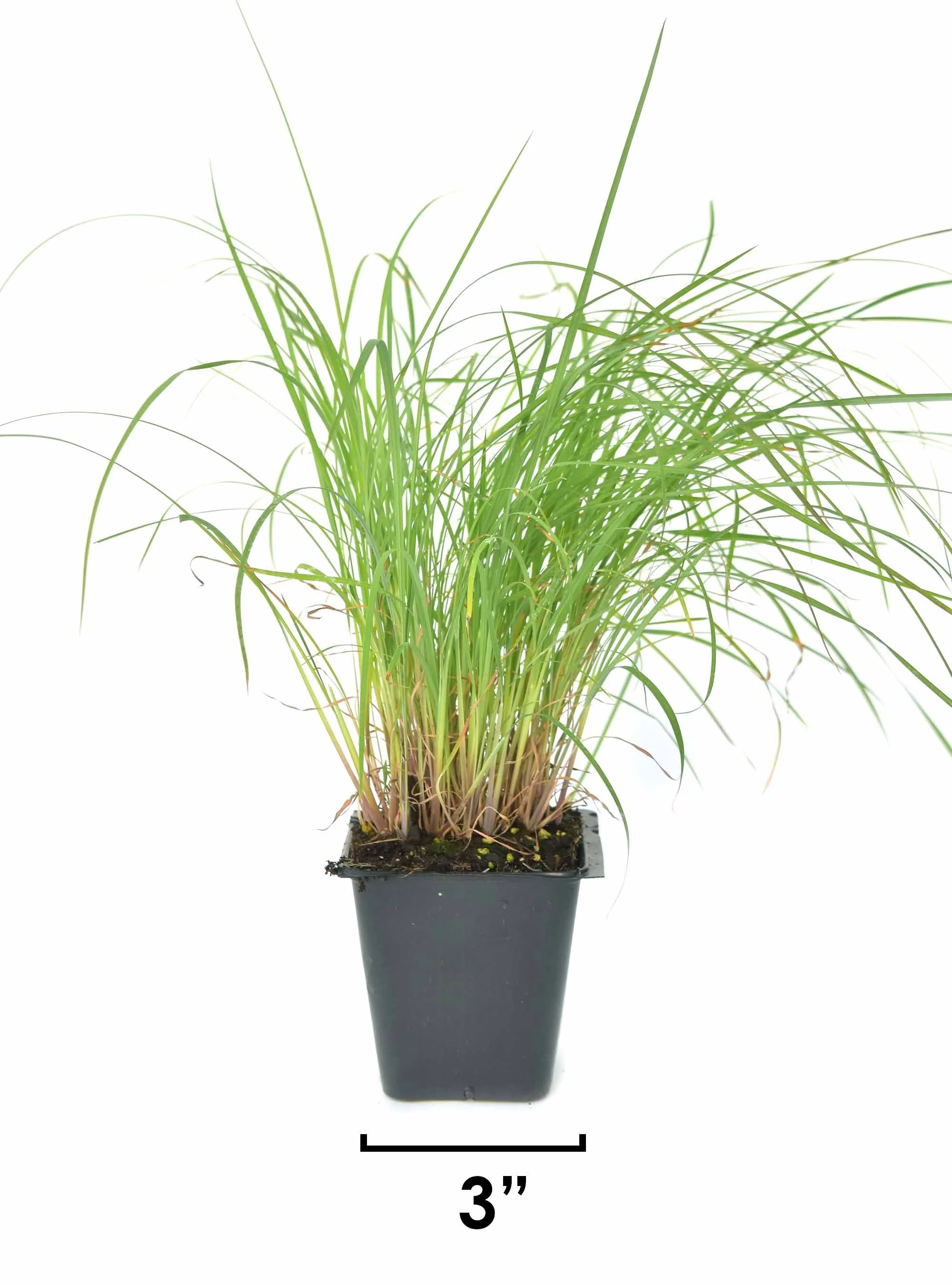 Prairie Dropseed (Sporobolus heterolepis) 12-pack of plugs — Blazing ...