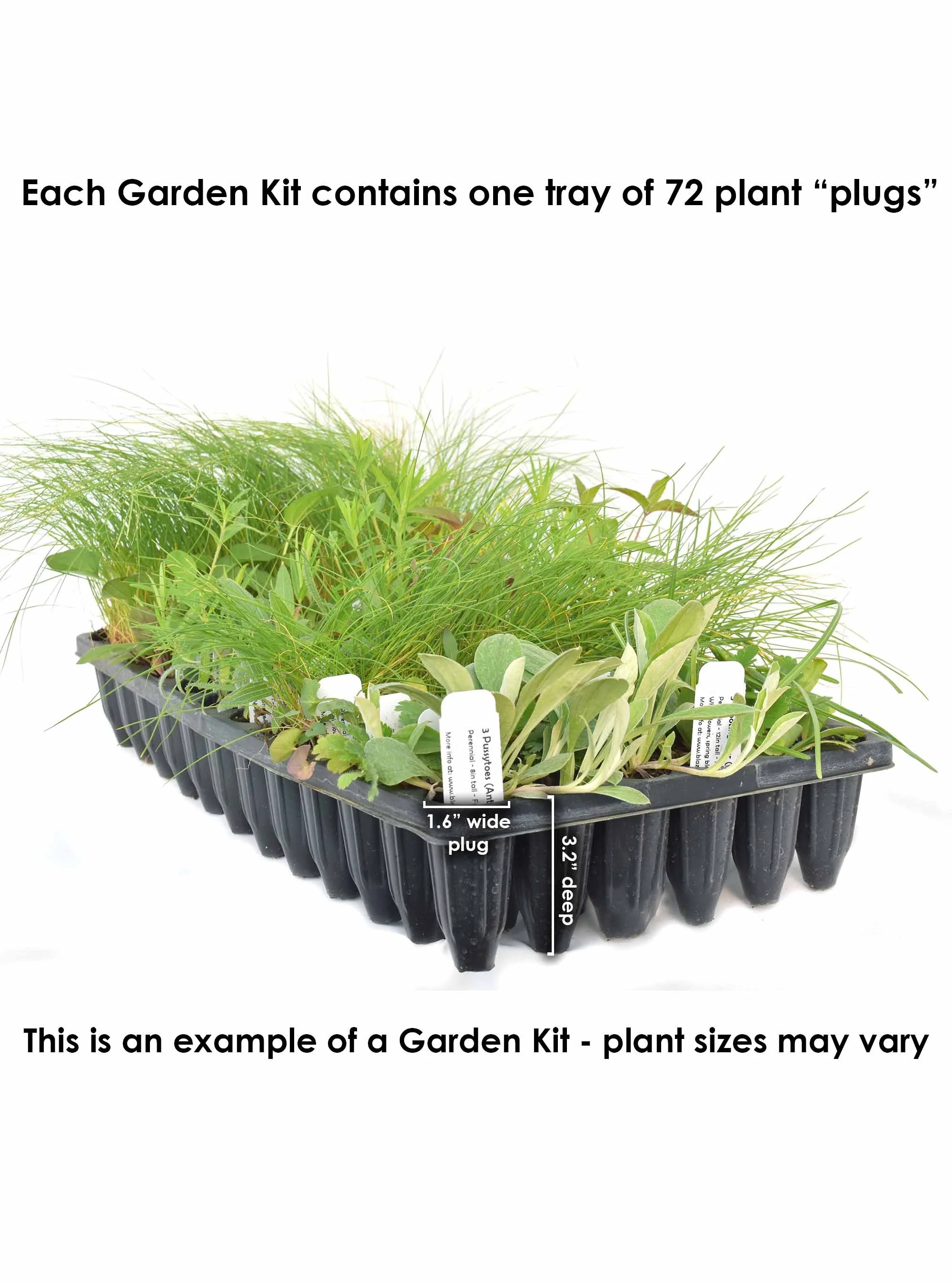Rain Garden Kit - Sun - 72 plants — Blazing Star Gardens