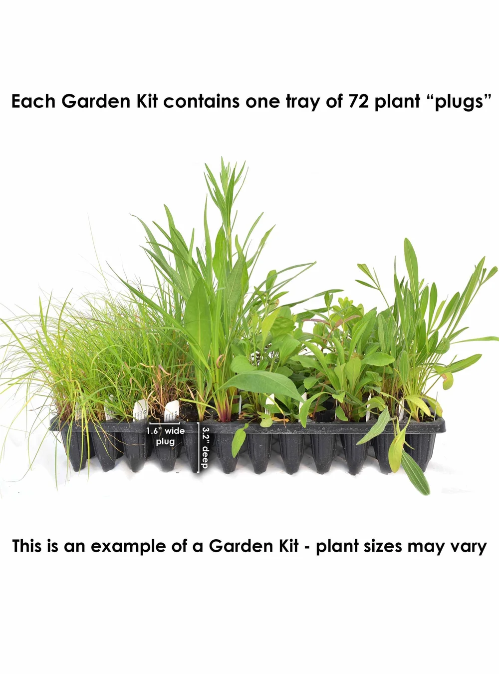 Tall and Shady Pollinator Garden Kit - 72 plants — Blazing Star Gardens
