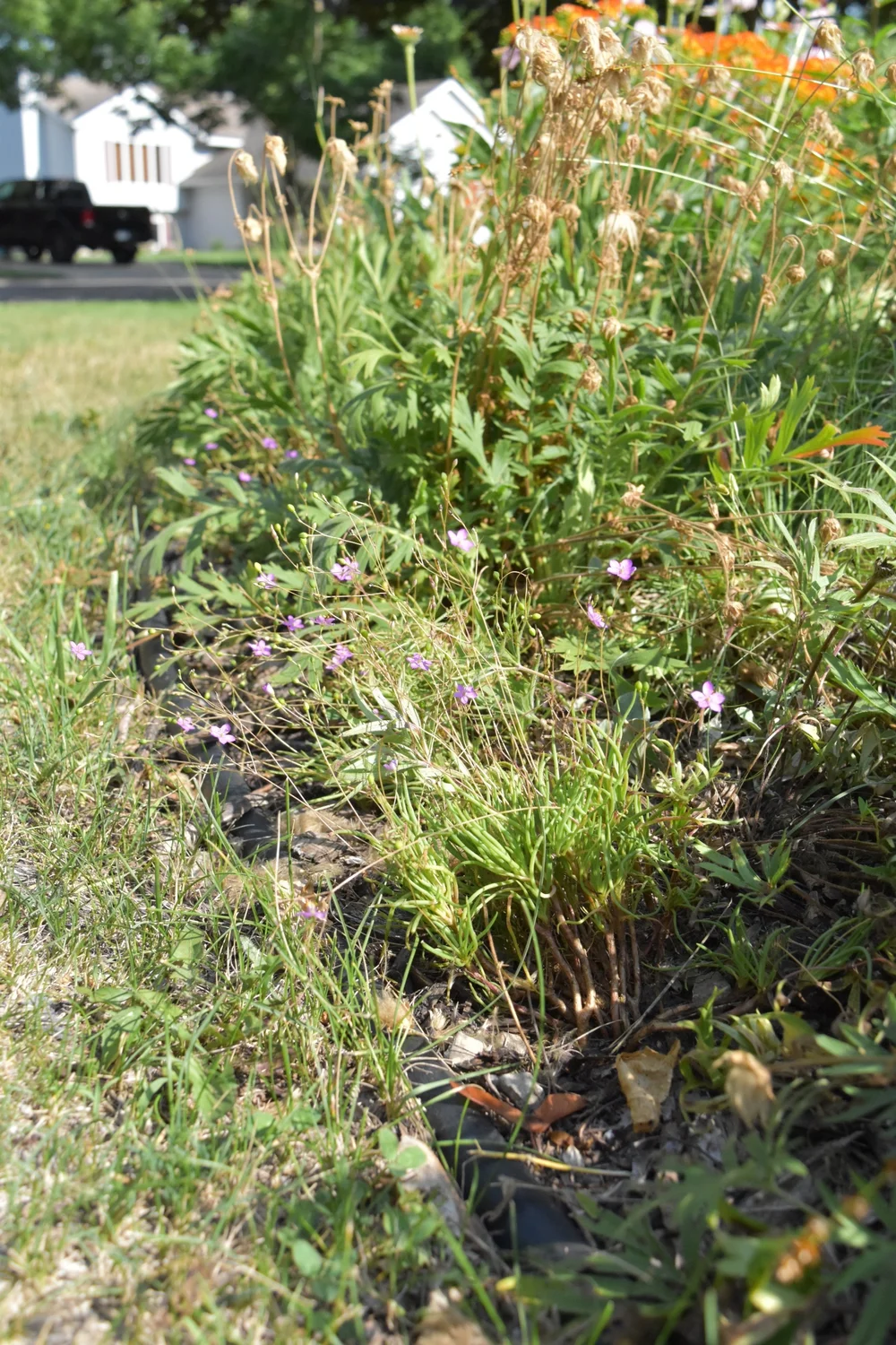 Ironweed (Vernonia fasciculata) 3-pack of pots — Blazing Star Gardens