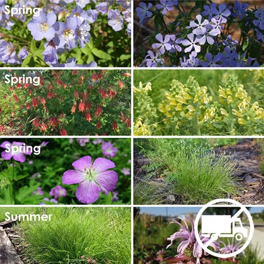 Tall and Sunny Pollinator Garden Kit - 72 plants — Blazing Star Gardens