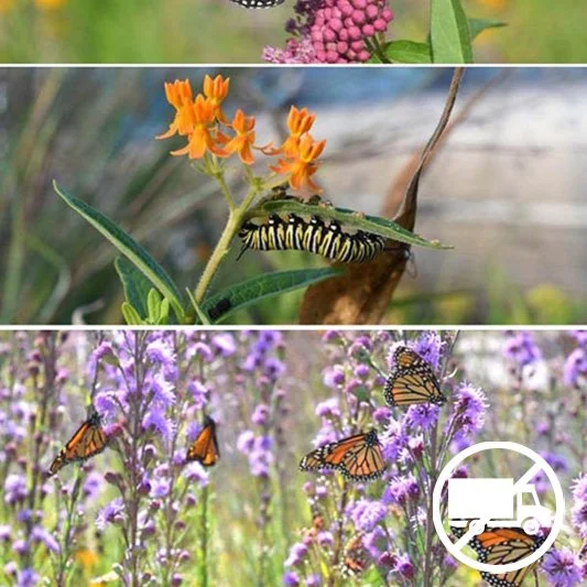 Tall and Shady Pollinator Garden Kit - 72 plants — Blazing Star Gardens