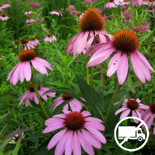 Compass Plant (Silphium laciniatum) 3-pack of pots — Blazing Star Gardens