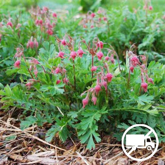 Prairie Smoke (Geum triflorum) 3-pack of pots — Blazing Star Gardens