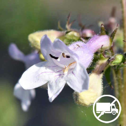 Ground Plum (Astragalus crassicarpus) 3-pack of pots — Blazing Star Gardens